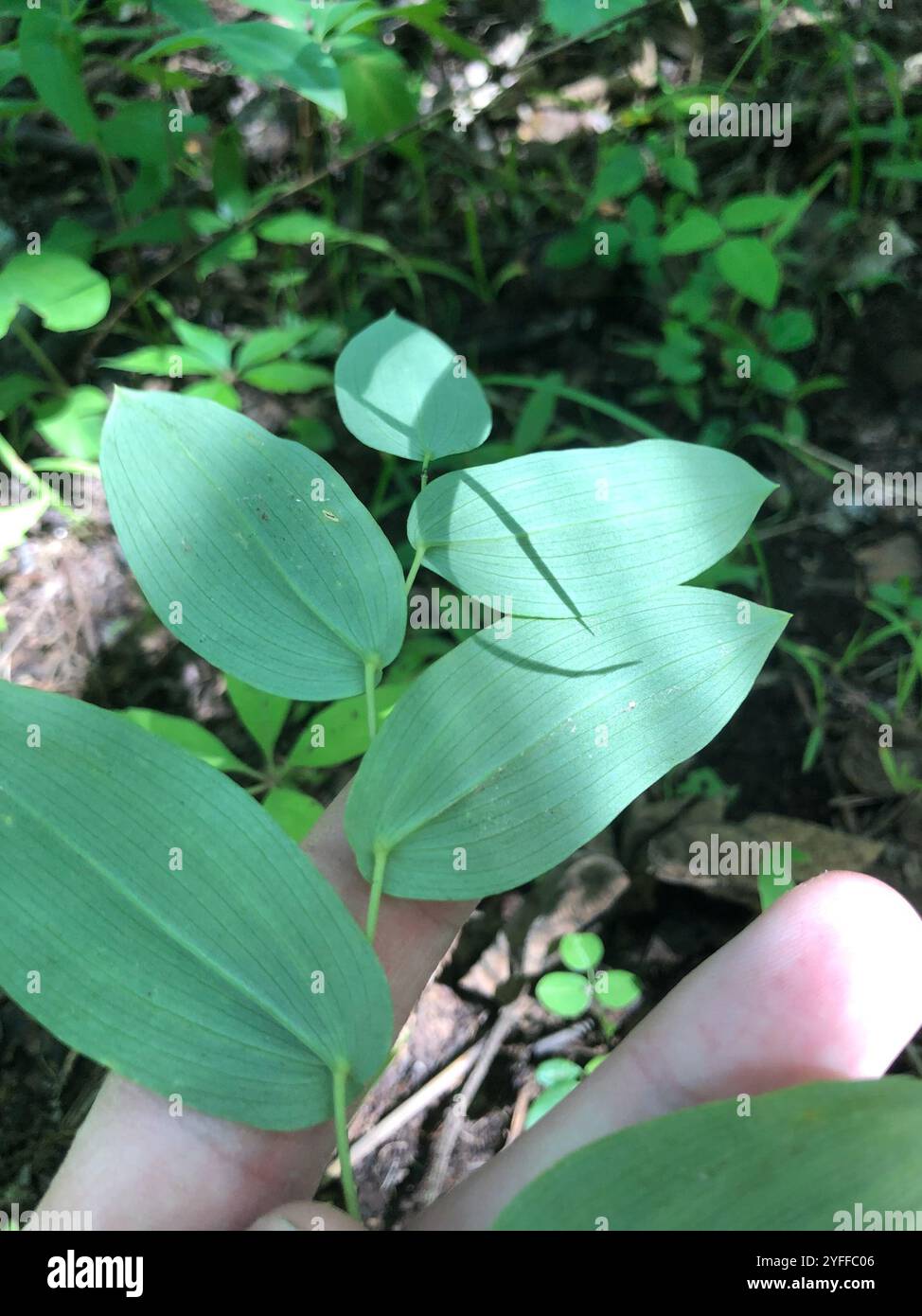 perfoliate bellwort (Uvularia perfoliata Stock Photo - Alamy