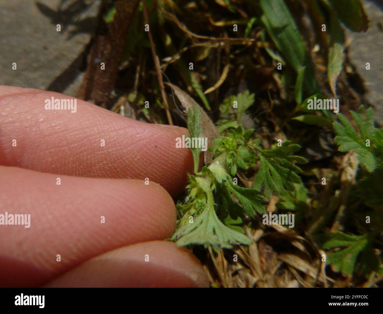 Field Parsley Piert (Alchemilla arvensis Stock Photo - Alamy