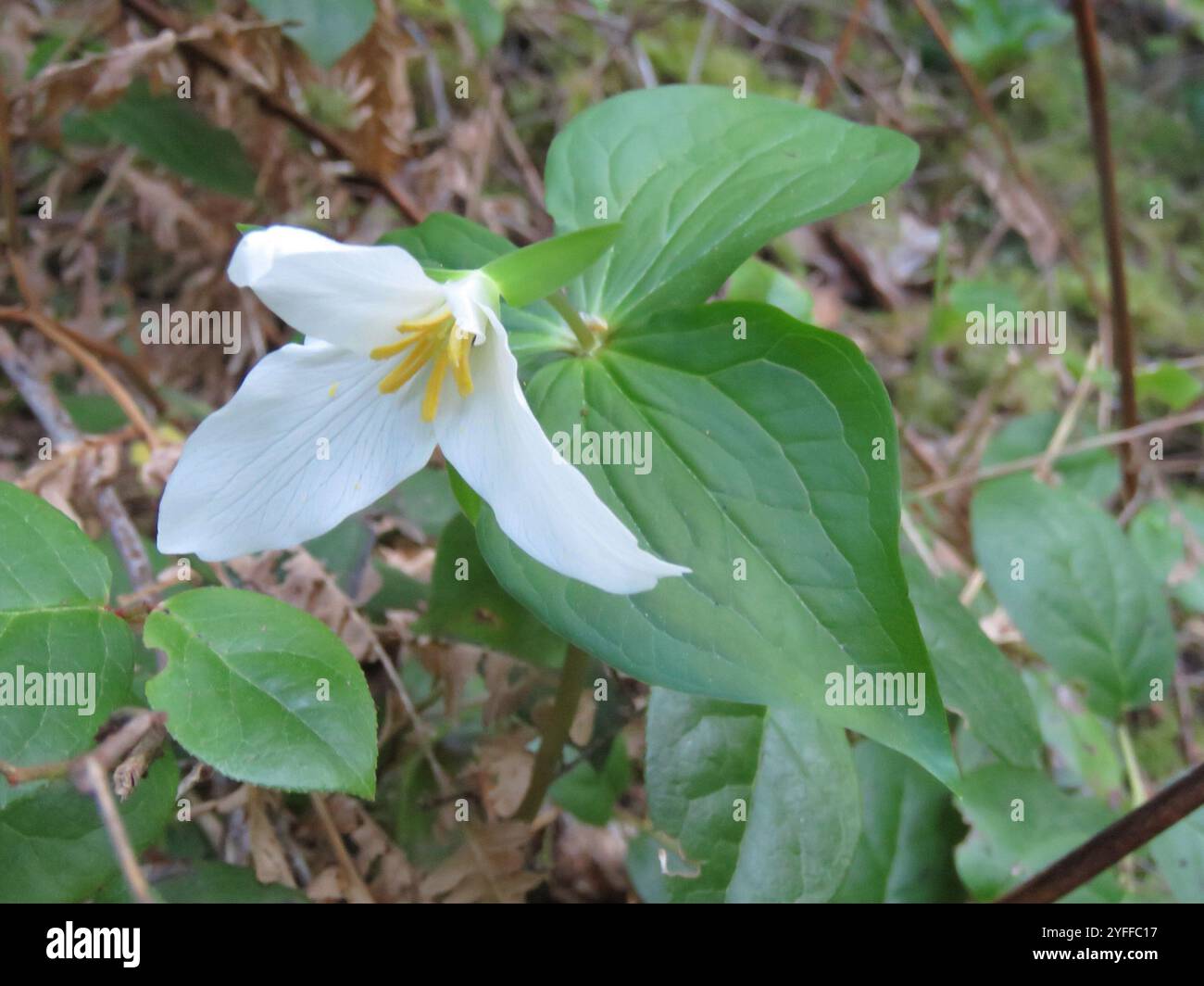 Pacific trillium (Trillium ovatum Stock Photo - Alamy