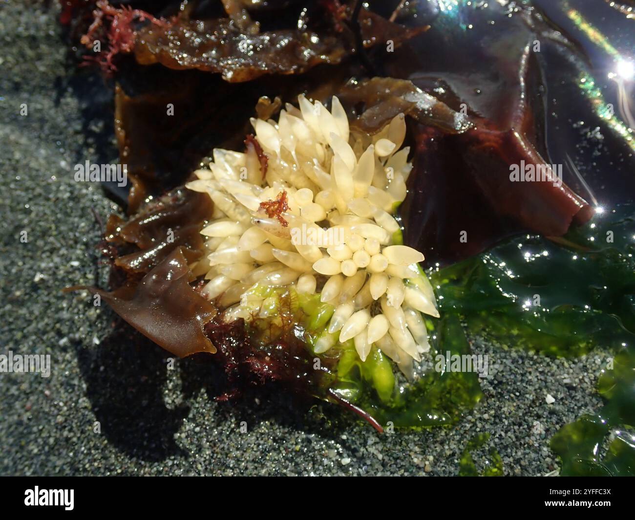 Frilled Dogwinkle (Nucella lamellosa Stock Photo - Alamy