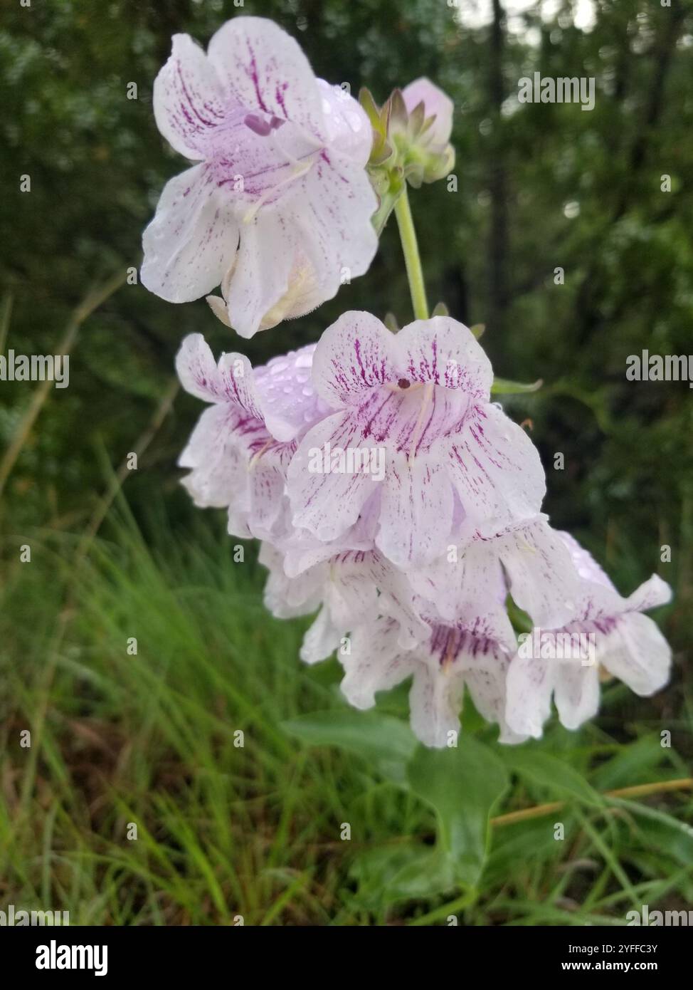 cobaea beardtongue (Penstemon cobaea Stock Photo - Alamy