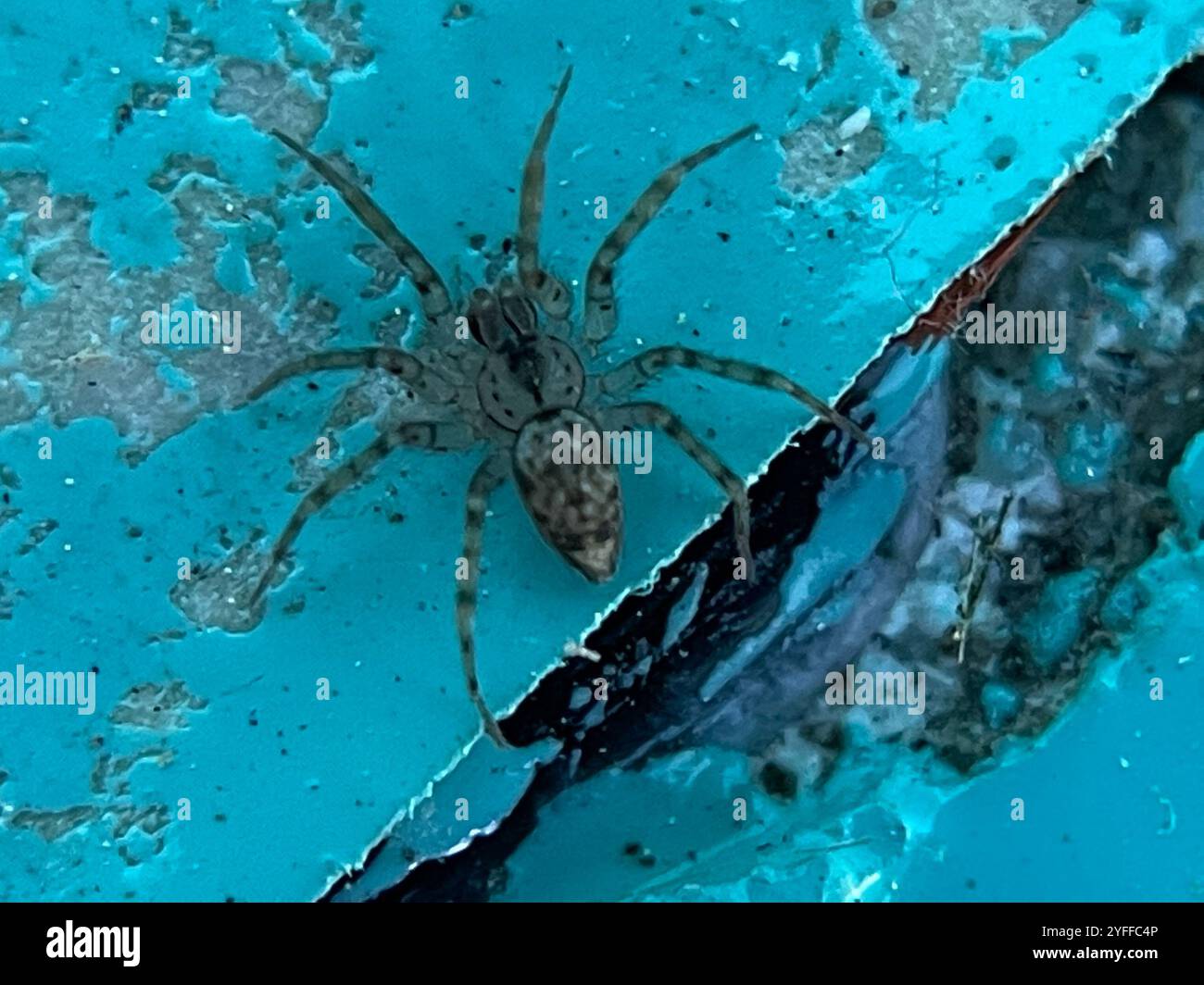 Wall Spiders (Oecobius Stock Photo - Alamy