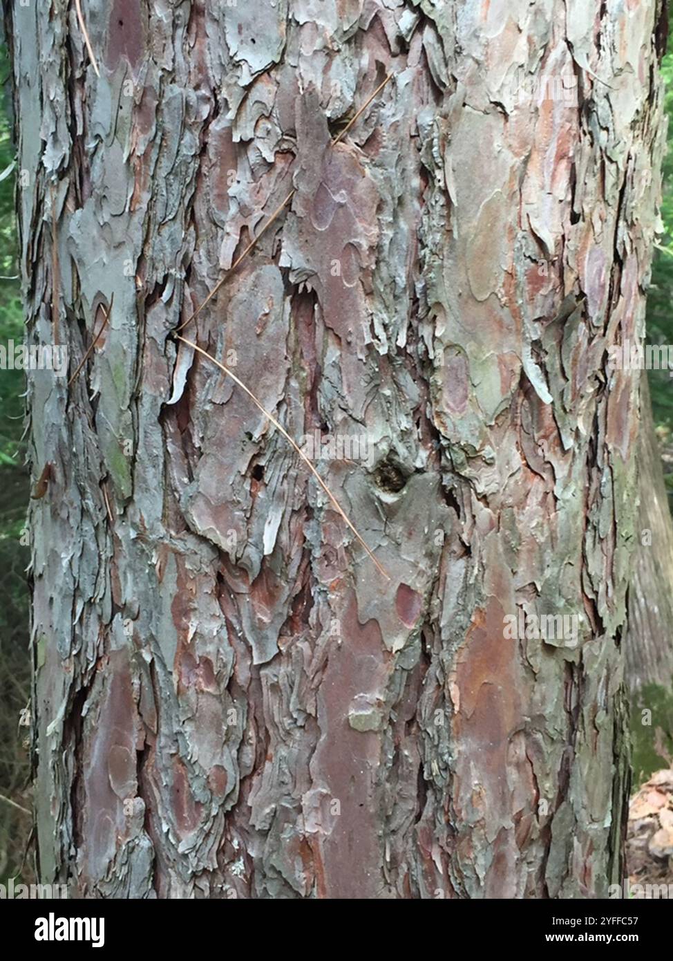 red pine (Pinus resinosa Stock Photo - Alamy