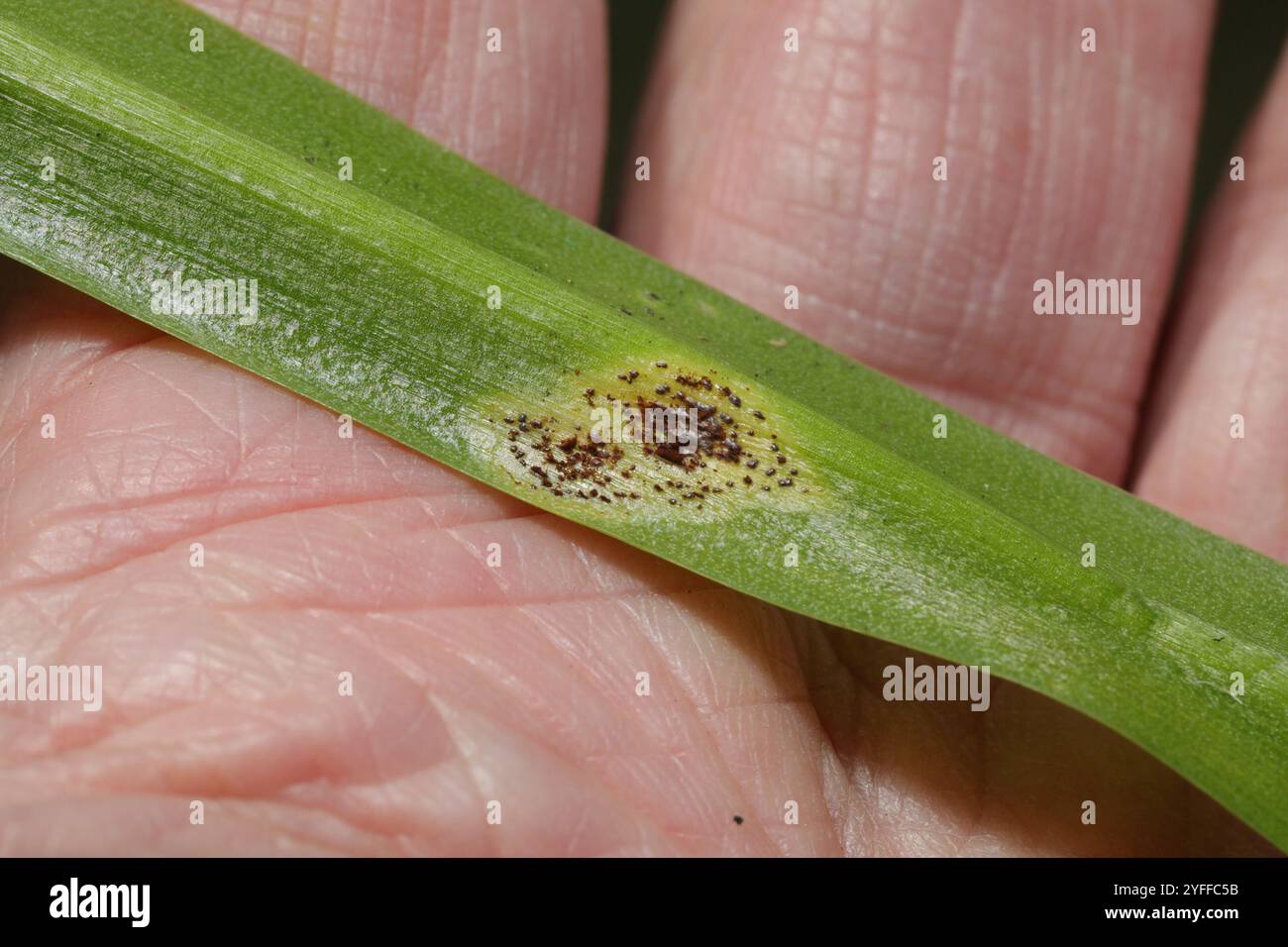 Bluebell rust (Uromyces hyacinthi Stock Photo - Alamy