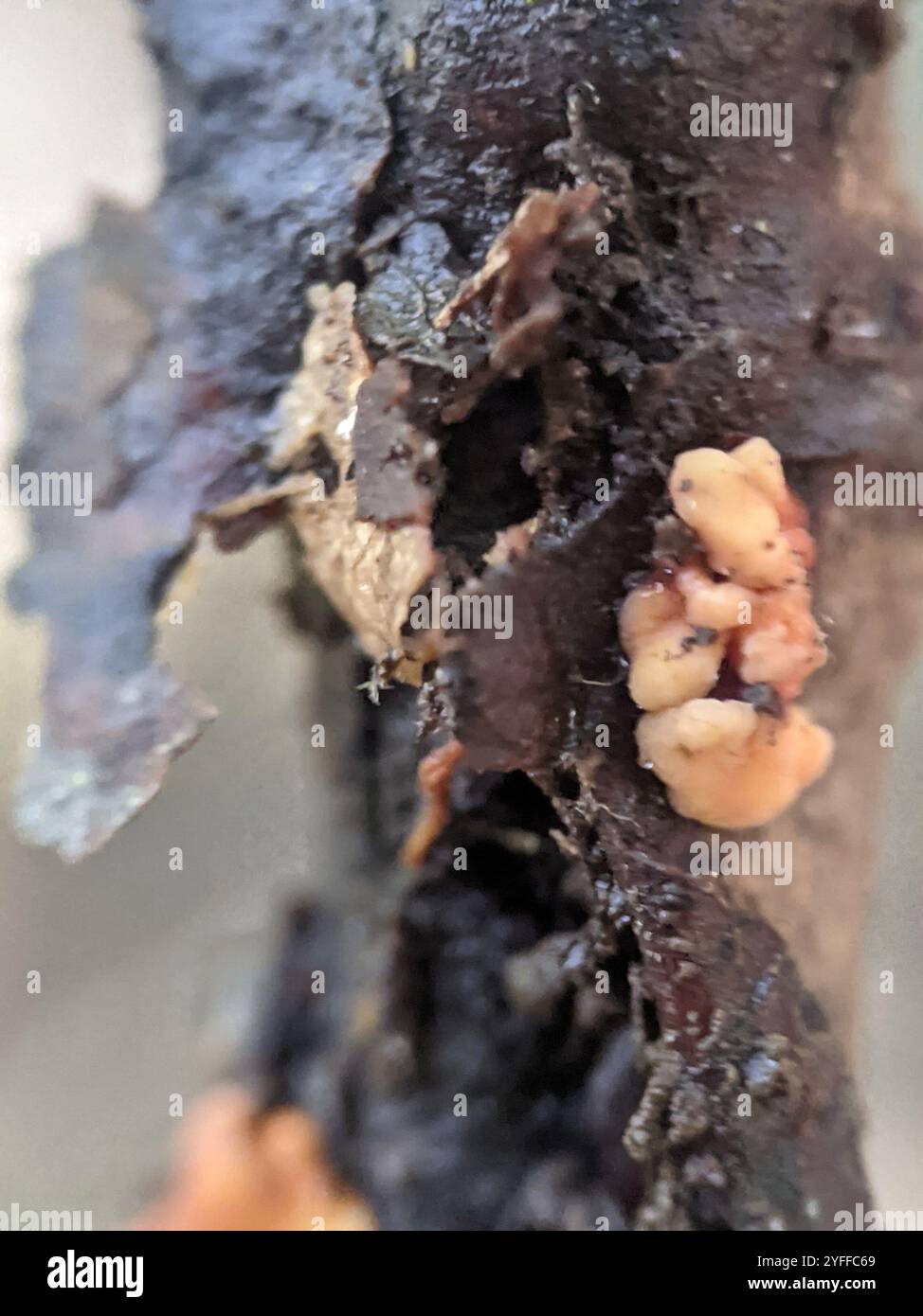 Red Tree Brain Fungus (Peniophora rufa Stock Photo - Alamy