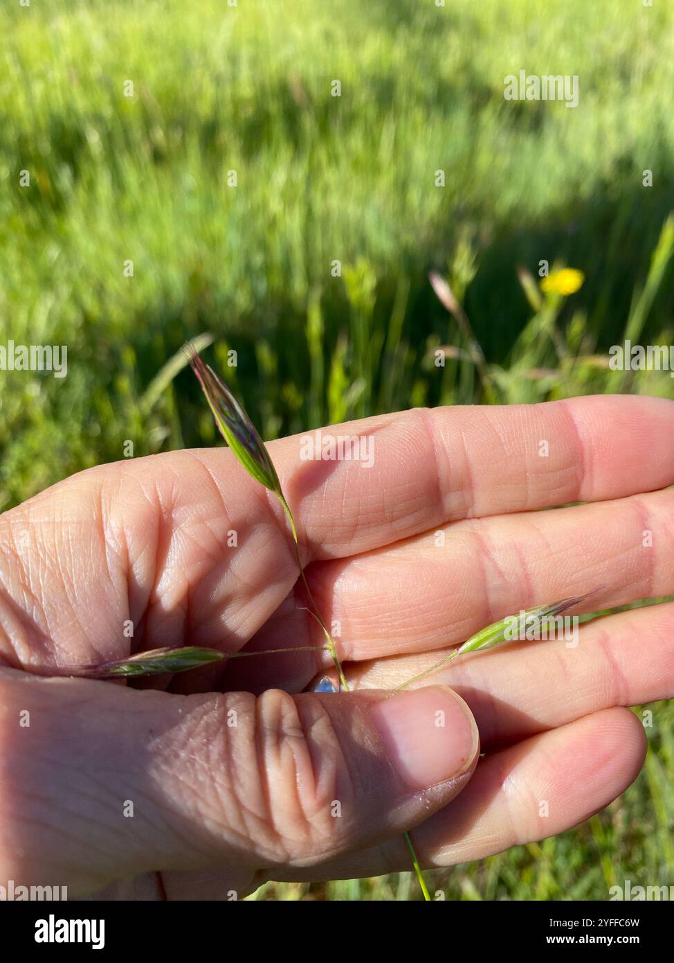 California oatgrass (Danthonia californica Stock Photo - Alamy