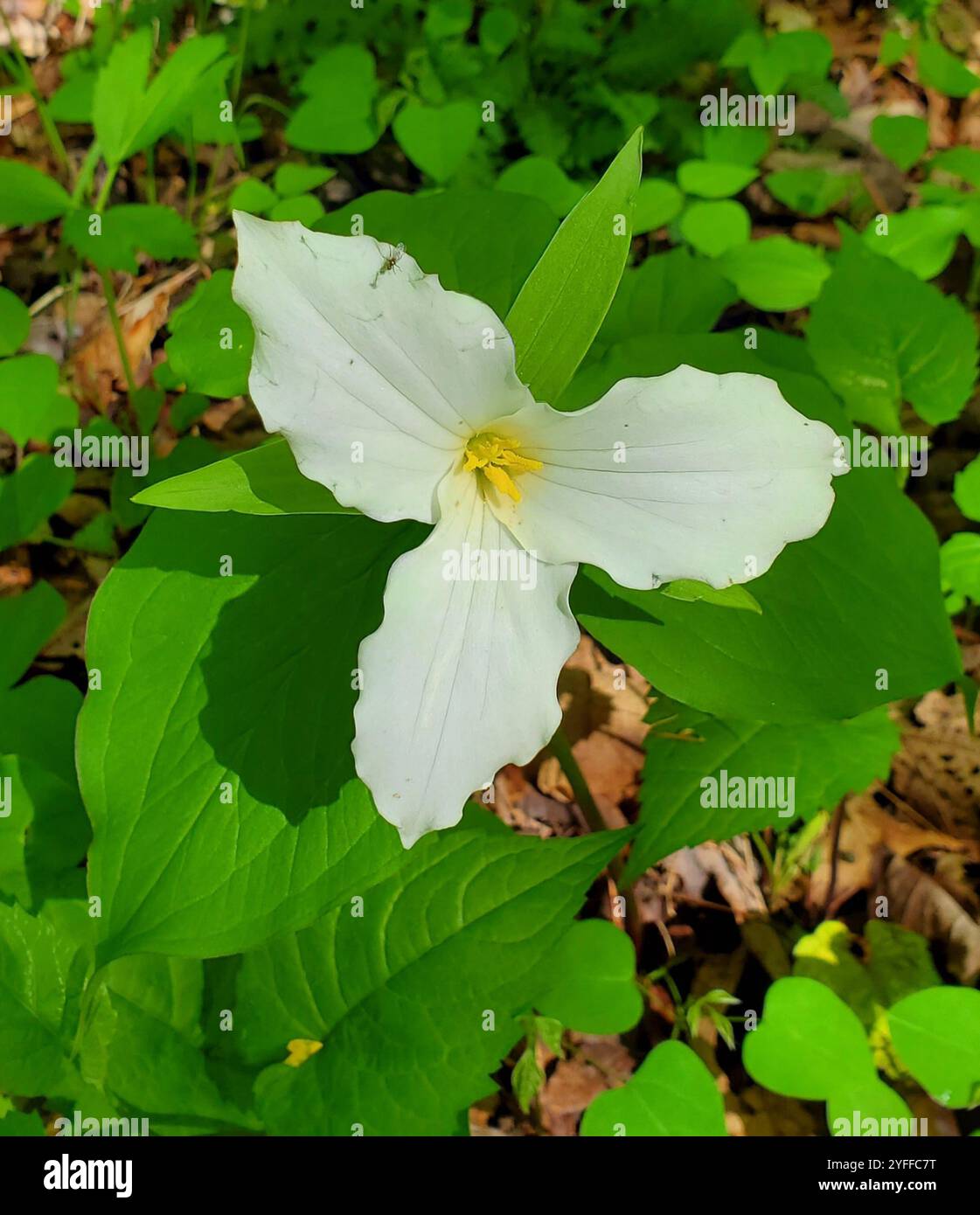 large white trillium (Trillium grandiflorum Stock Photo - Alamy
