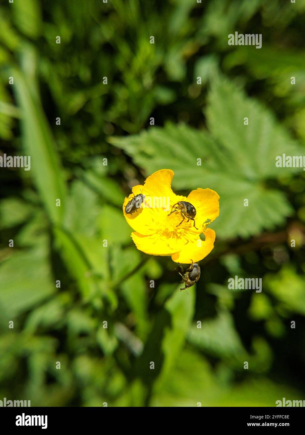 Iris weevil (Mononychus punctumalbum Stock Photo - Alamy
