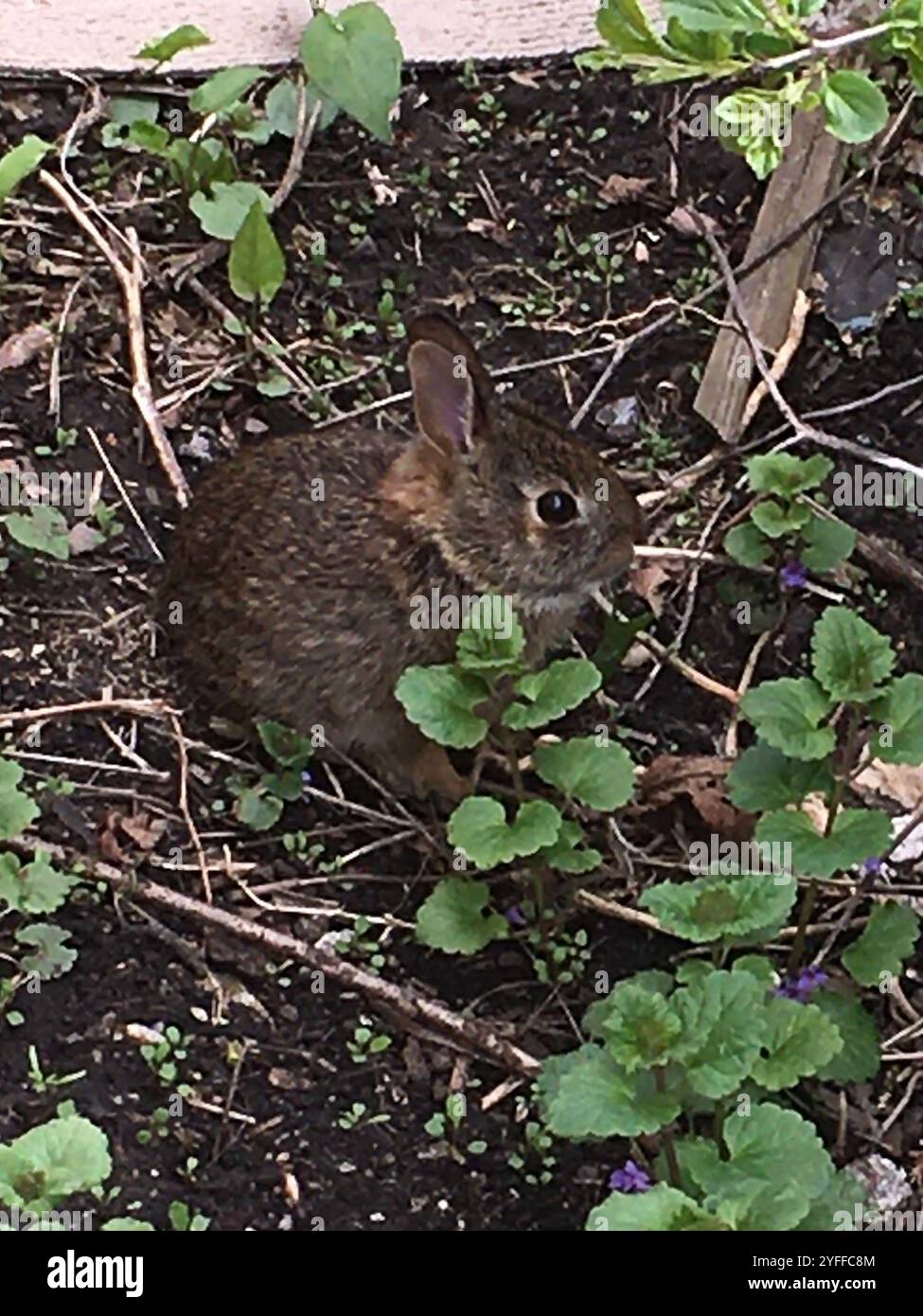 Eastern Cottontail (Sylvilagus floridanus Stock Photo - Alamy