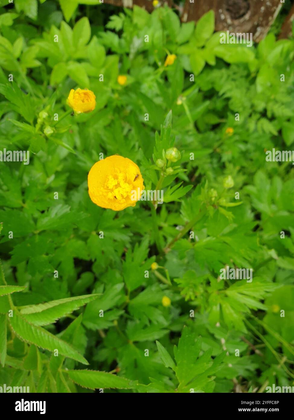 Creeping buttercup (Ranunculus repens Stock Photo - Alamy