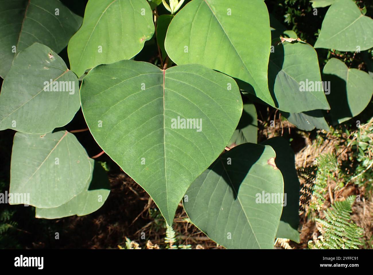 Bleeding Heart (Homalanthus populifolius Stock Photo - Alamy