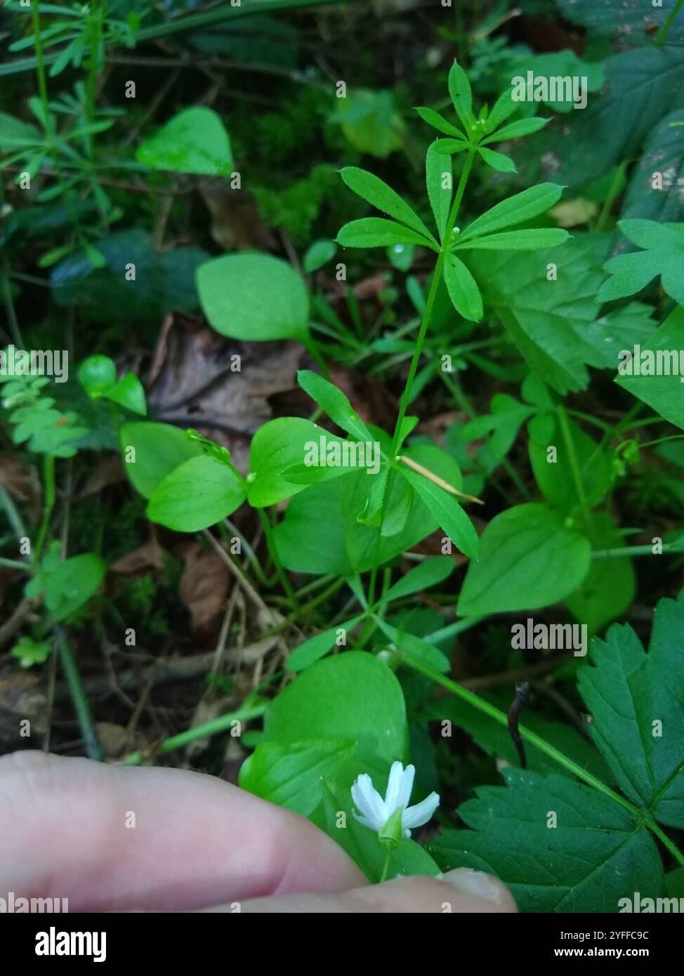 Candy Flower (Claytonia sibirica Stock Photo - Alamy