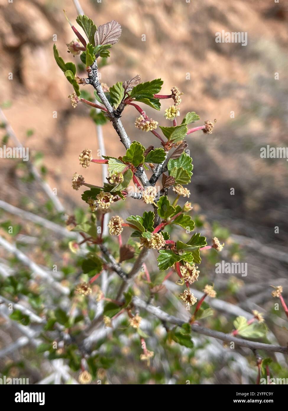 Alderleaf Mountain Mahogany (Cercocarpus montanus Stock Photo - Alamy