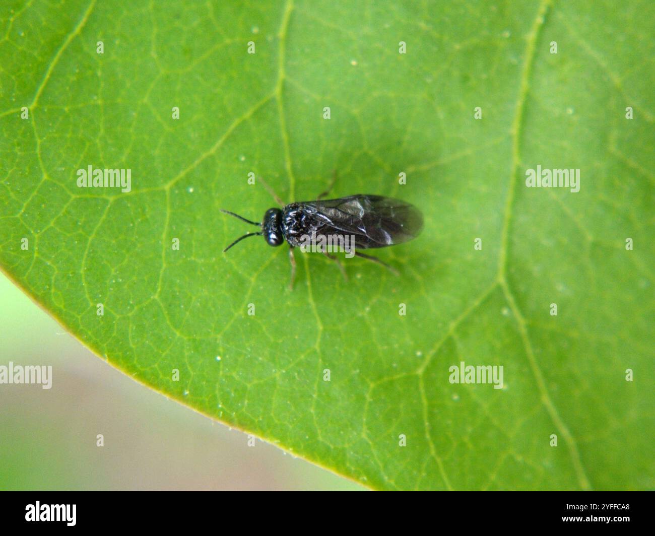 Common Sawflies (Tenthredinidae Stock Photo - Alamy