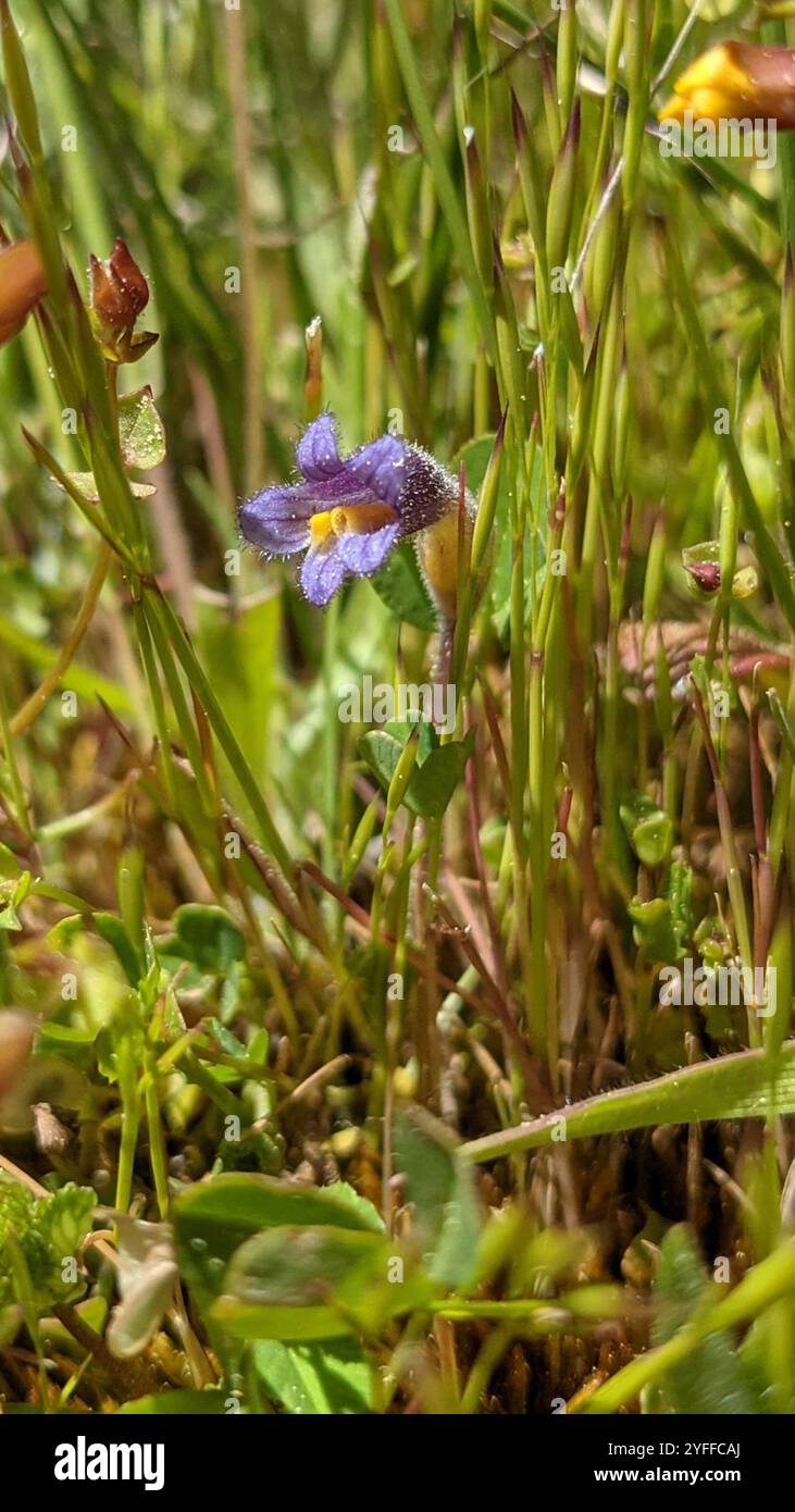 oneflower broomrape (Aphyllon purpureum Stock Photo - Alamy