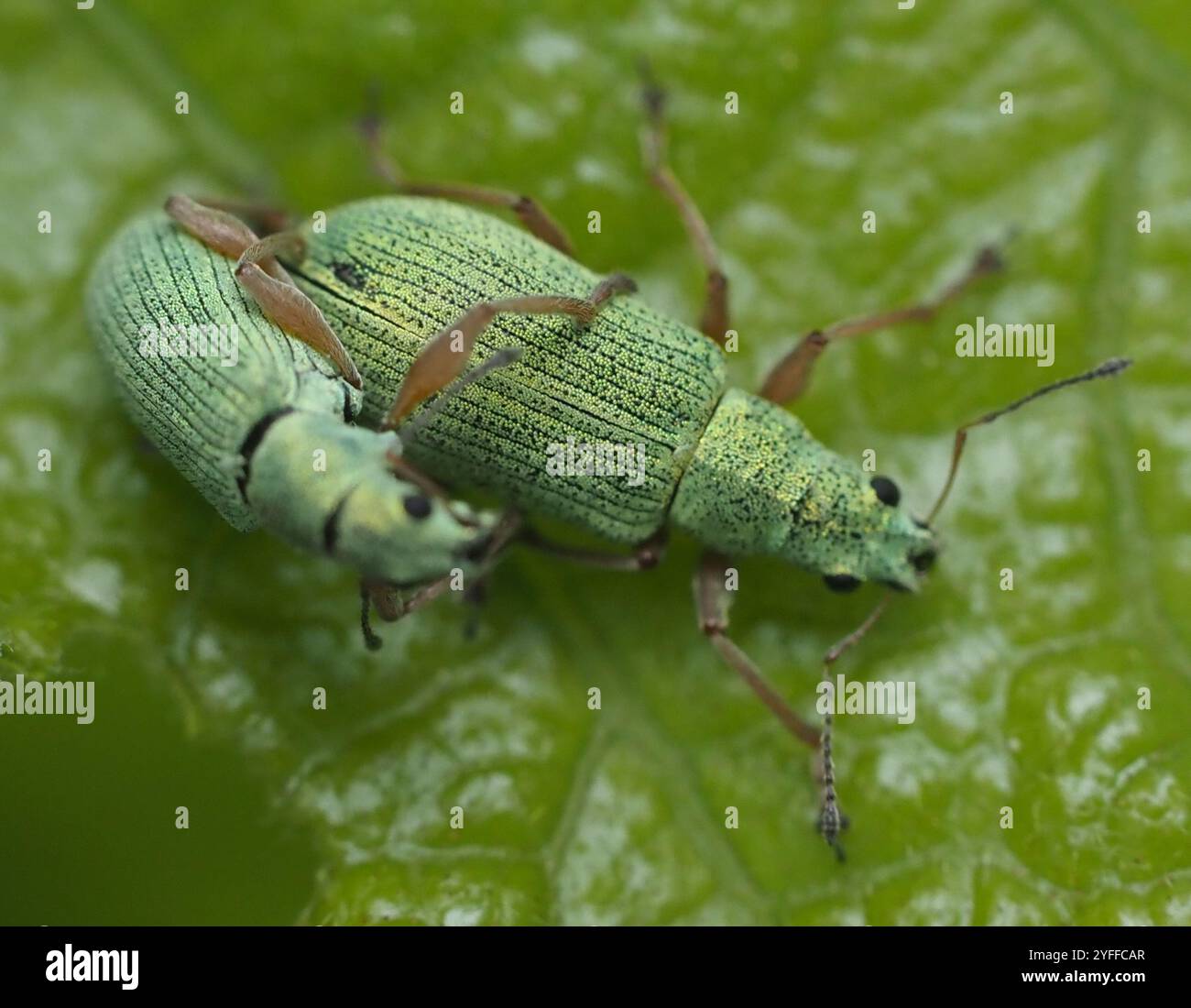 Pale Green Weevil (Polydrusus impressifrons Stock Photo - Alamy