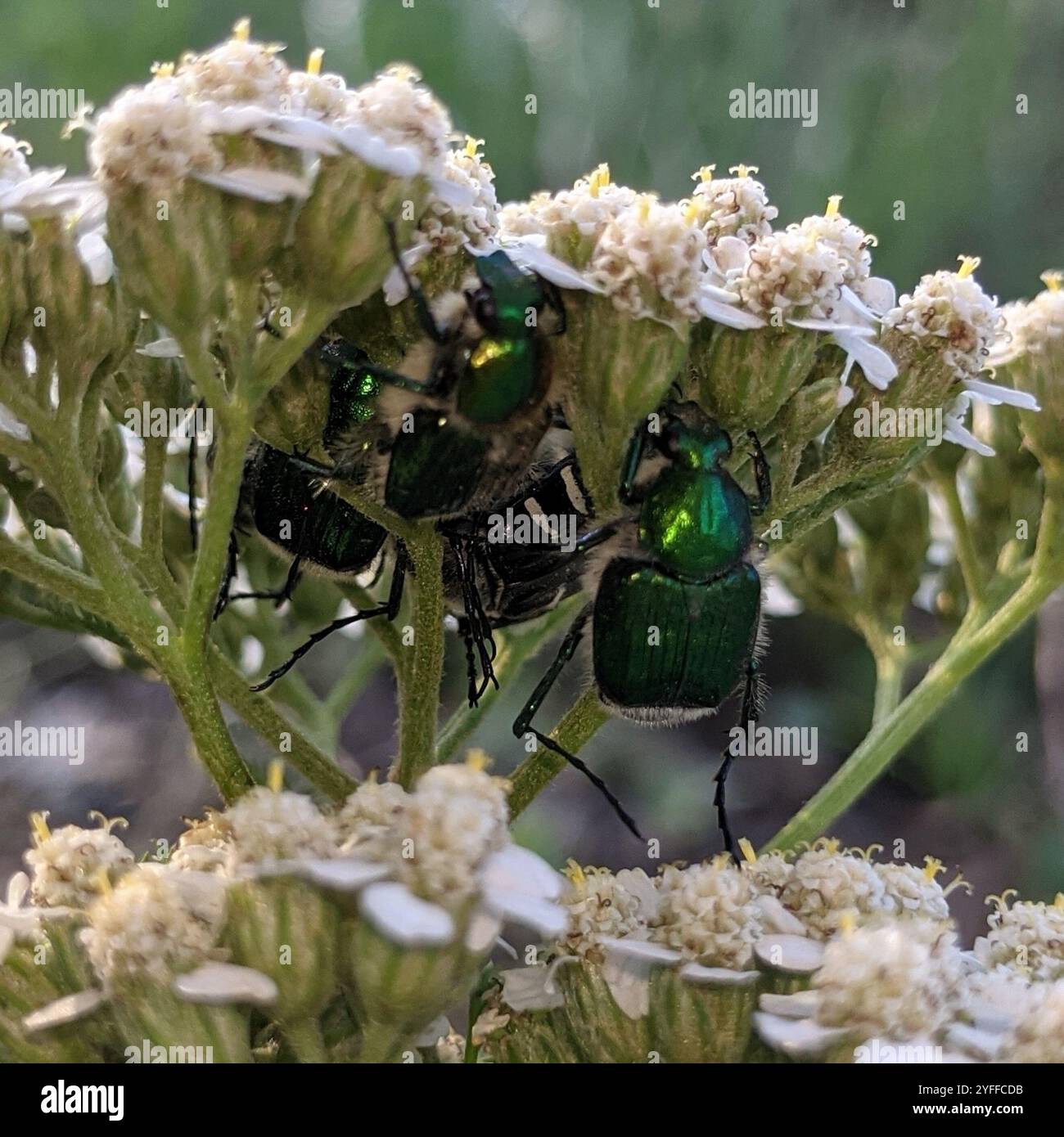 Emerald Flower Scarab (Trichiotinus lunulatus Stock Photo - Alamy