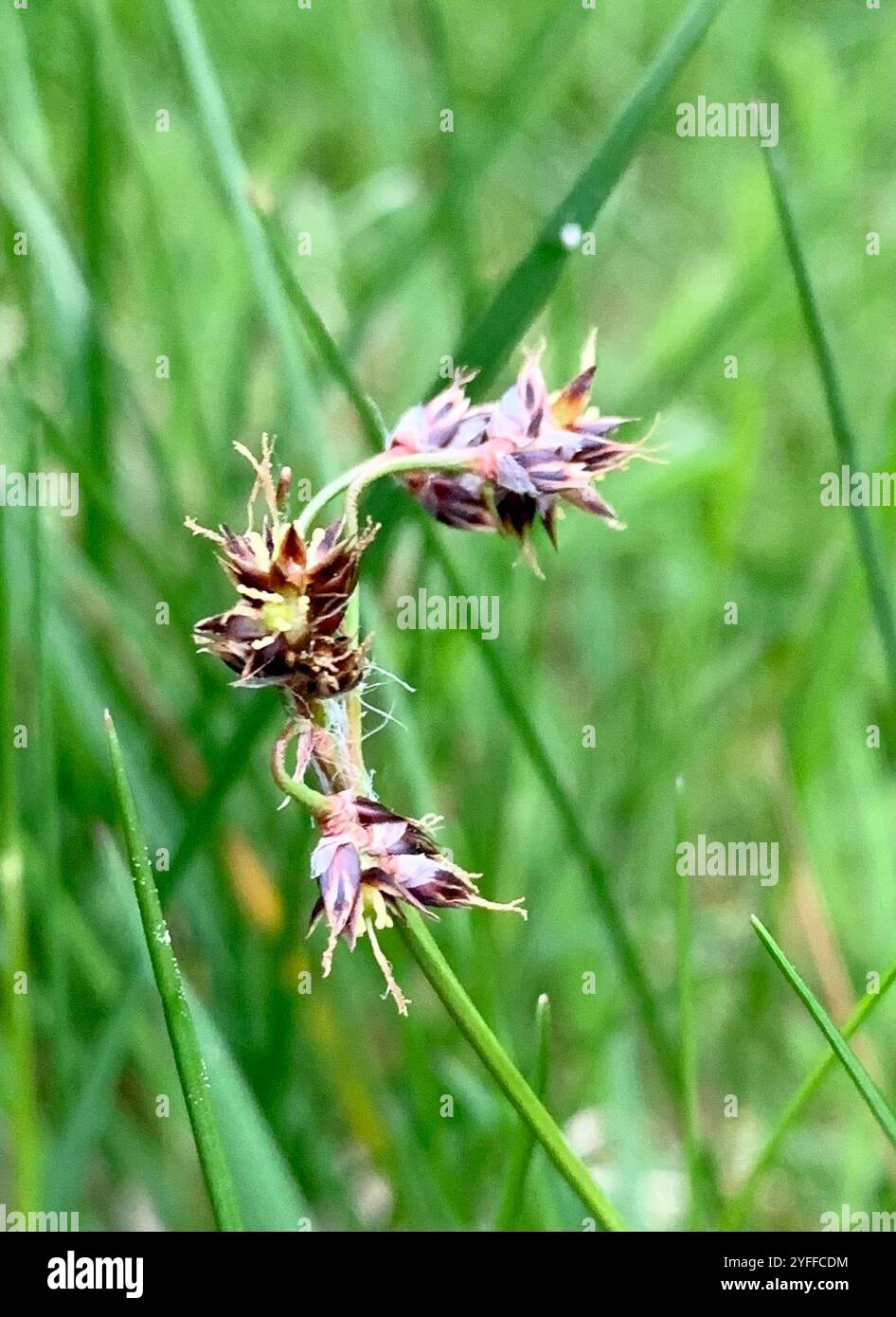 Field woodrush (Luzula campestris Stock Photo - Alamy