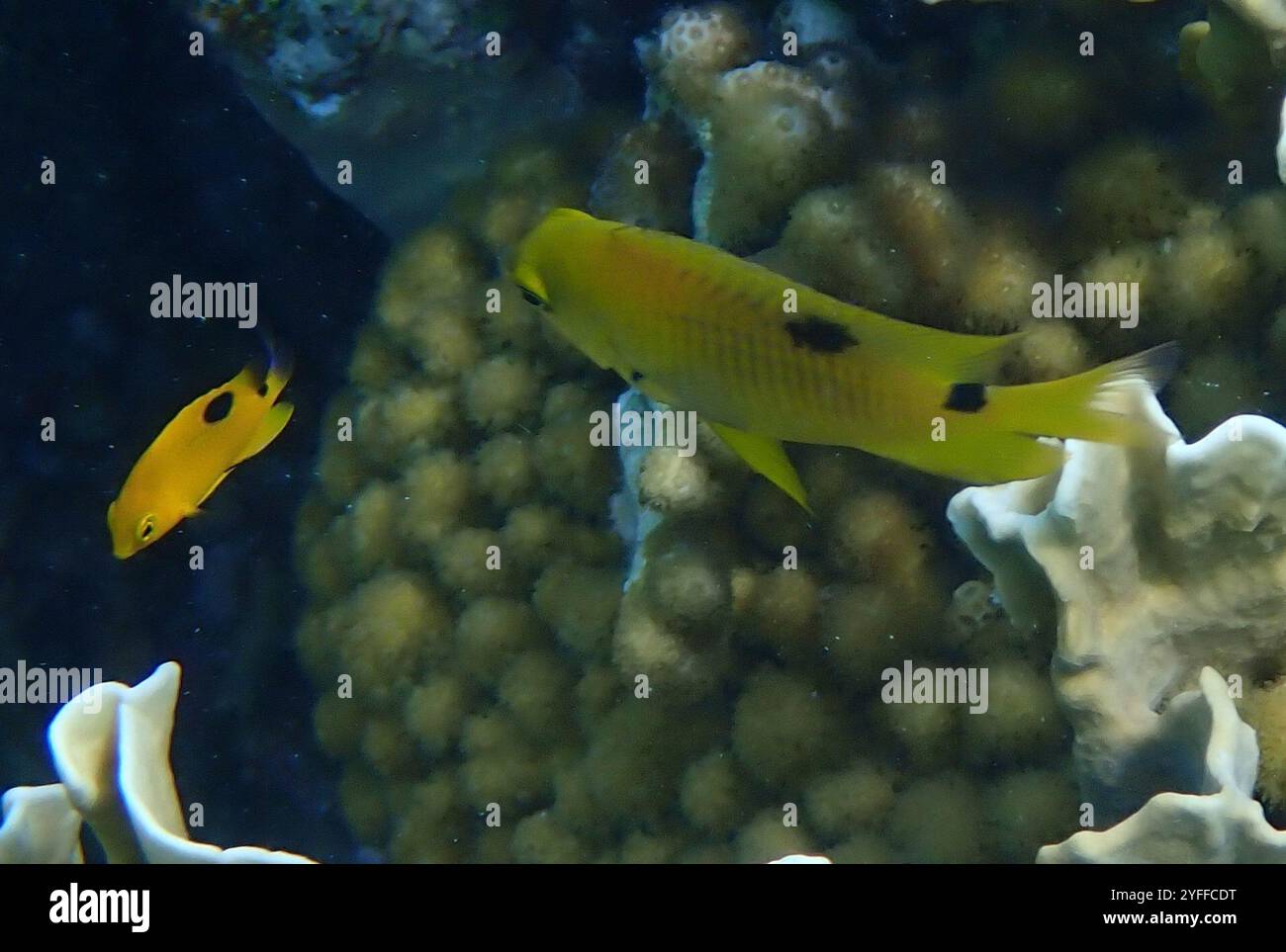 Threespot Damselfish (Stegastes planifrons Stock Photo - Alamy