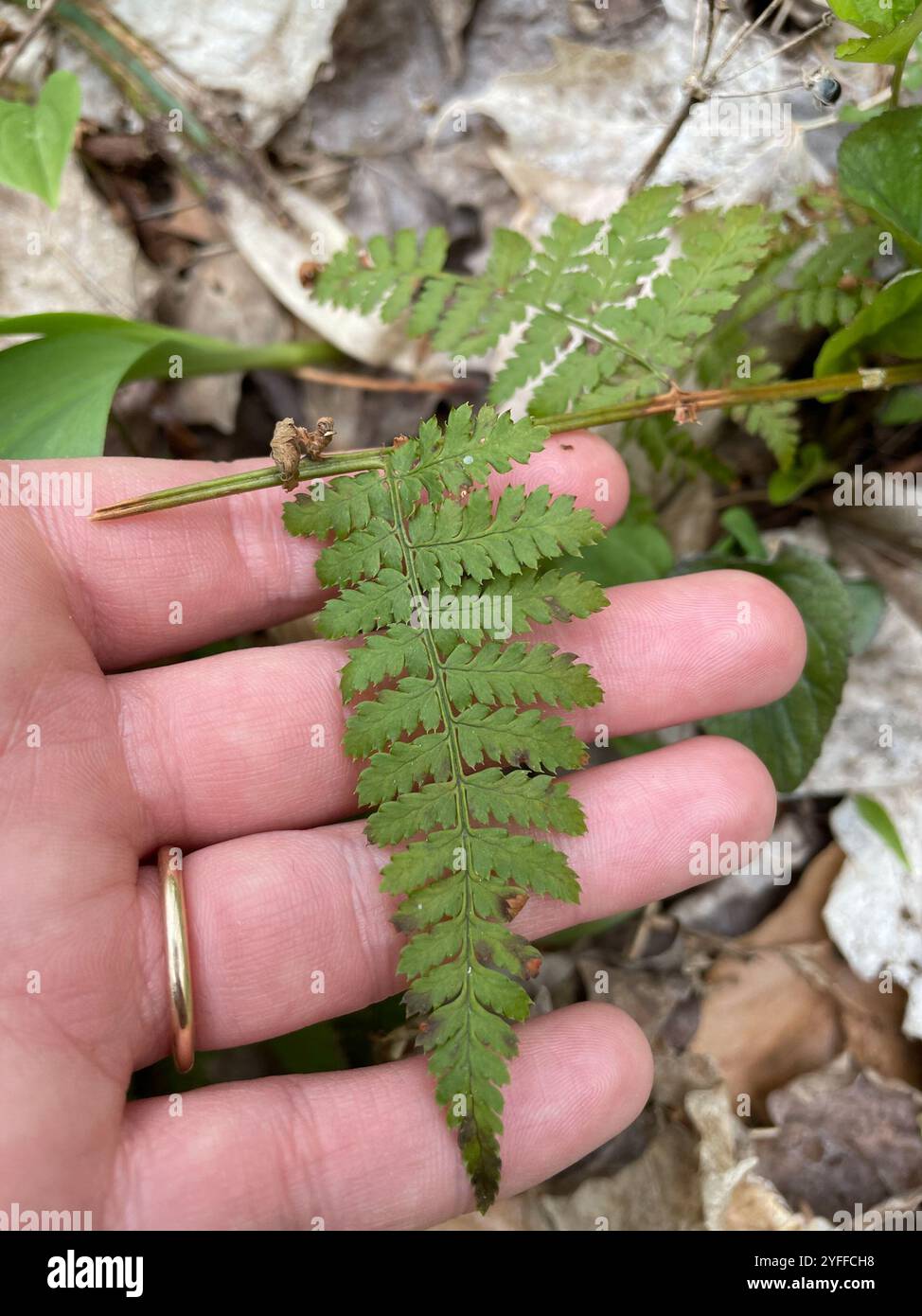 intermediate wood fern (Dryopteris intermedia Stock Photo - Alamy