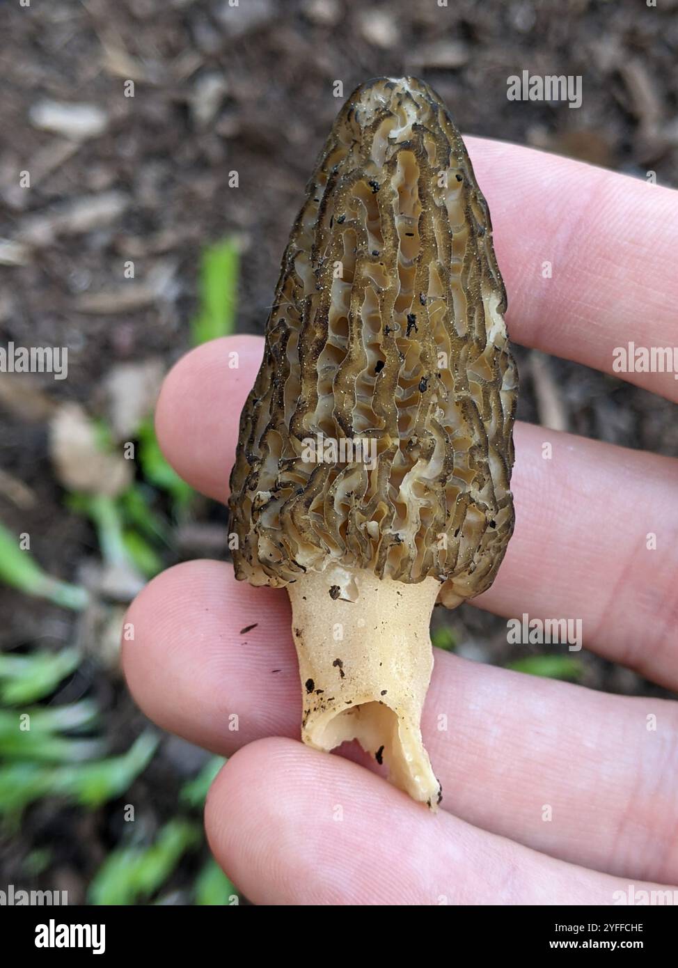 Landscaping Black Morel (Morchella importuna Stock Photo - Alamy