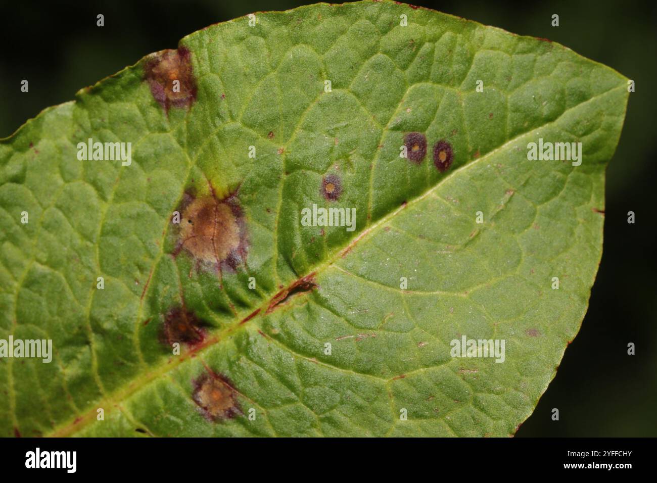 Ramularia hi-res stock photography and images - Alamy