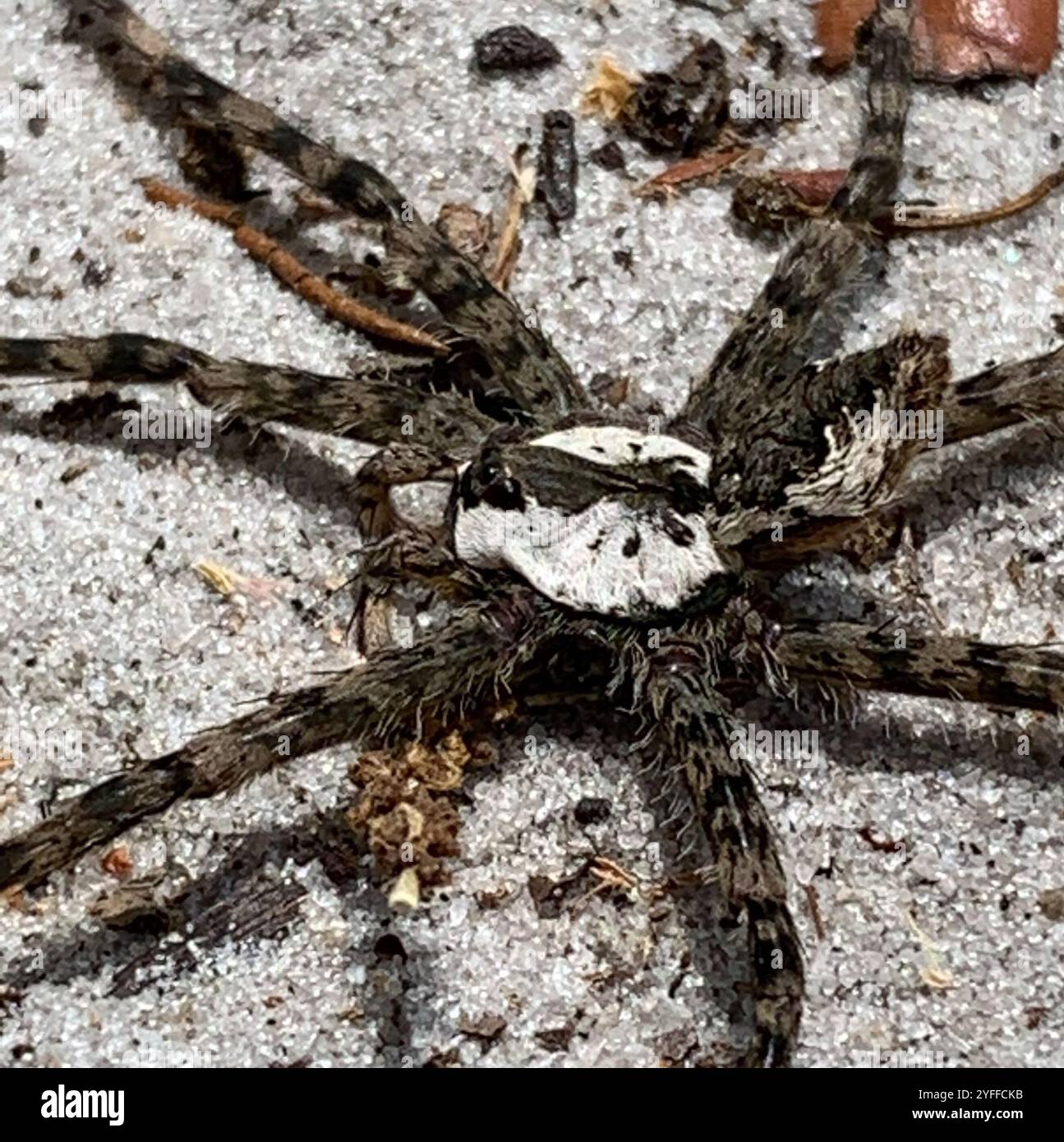 Dolomedes albineus hi-res stock photography and images - Alamy