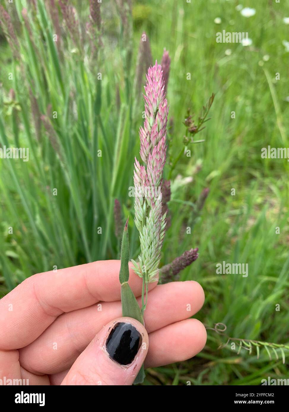 Yorkshire fog (Holcus lanatus Stock Photo - Alamy