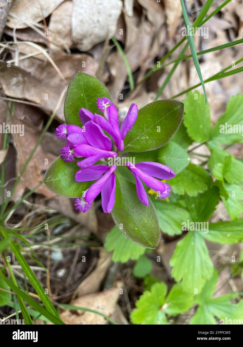 Fringed Polygala Polygaloides Paucifolia Stock Photo Alamy