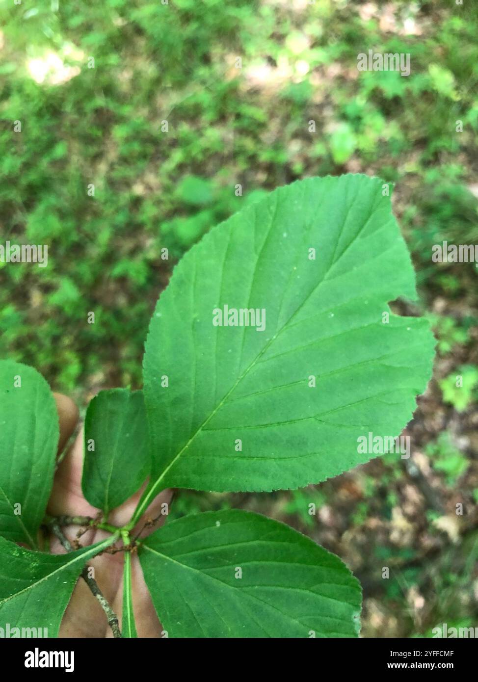 Pear Hawthorn (Crataegus calpodendron Stock Photo - Alamy