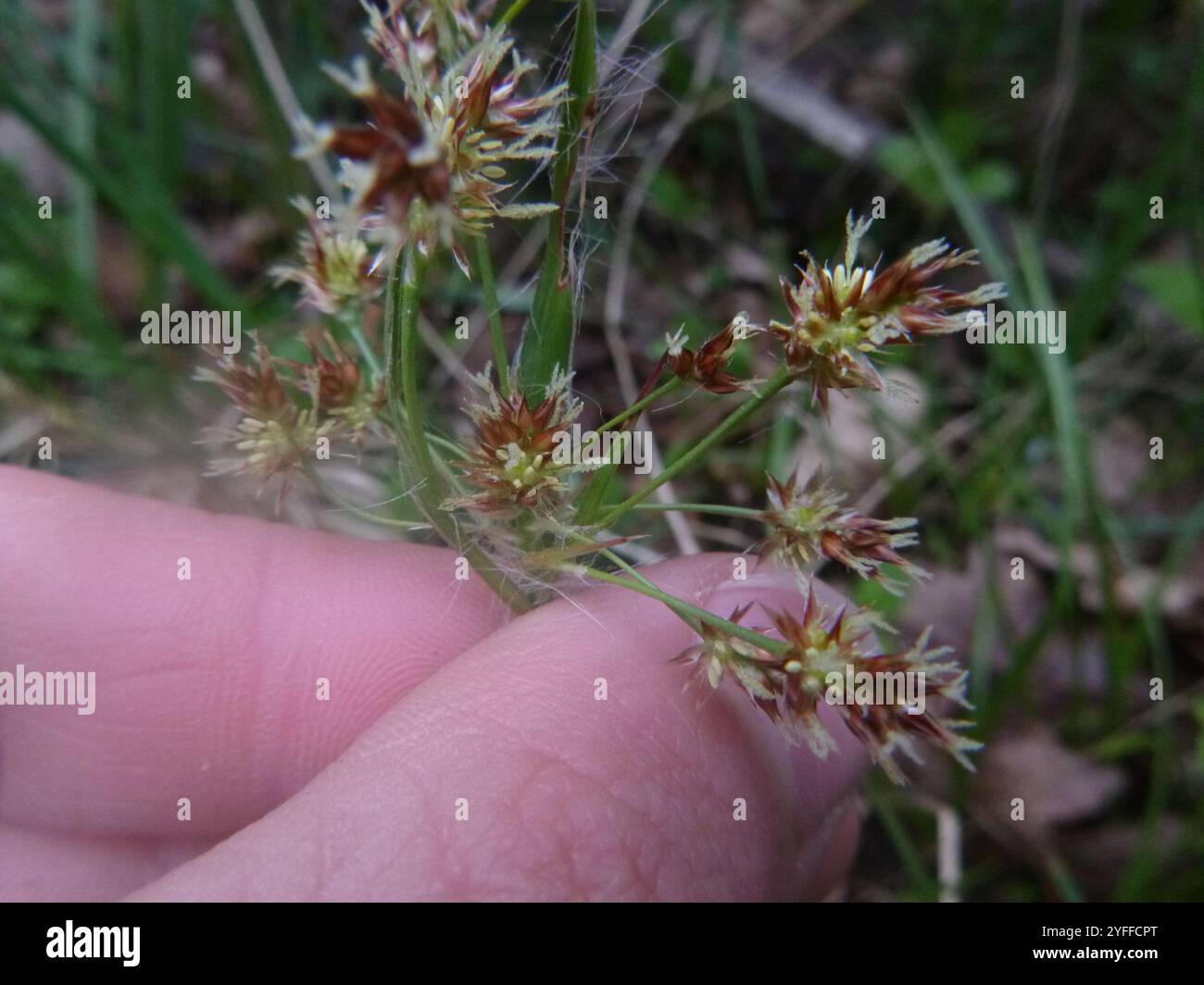 heath wood-rush (Luzula multiflora Stock Photo - Alamy