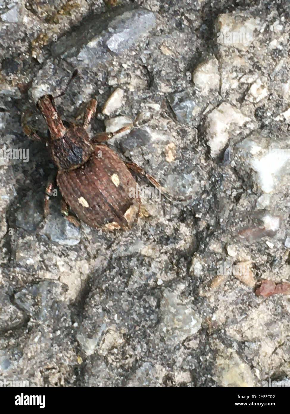Graptus hi-res stock photography and images - Alamy