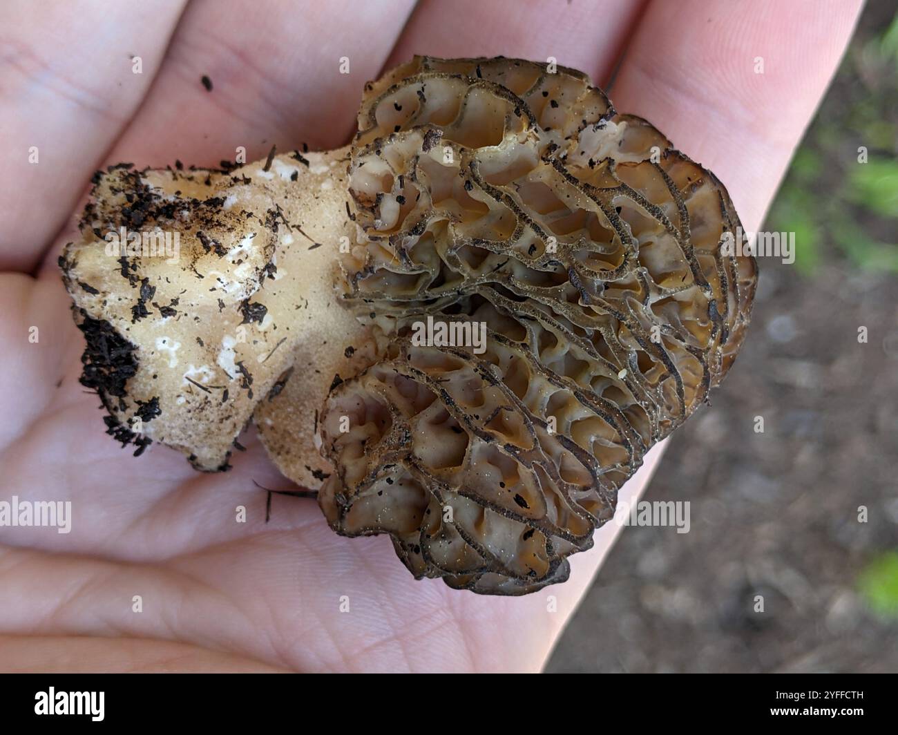 Landscaping Black Morel (Morchella importuna Stock Photo - Alamy