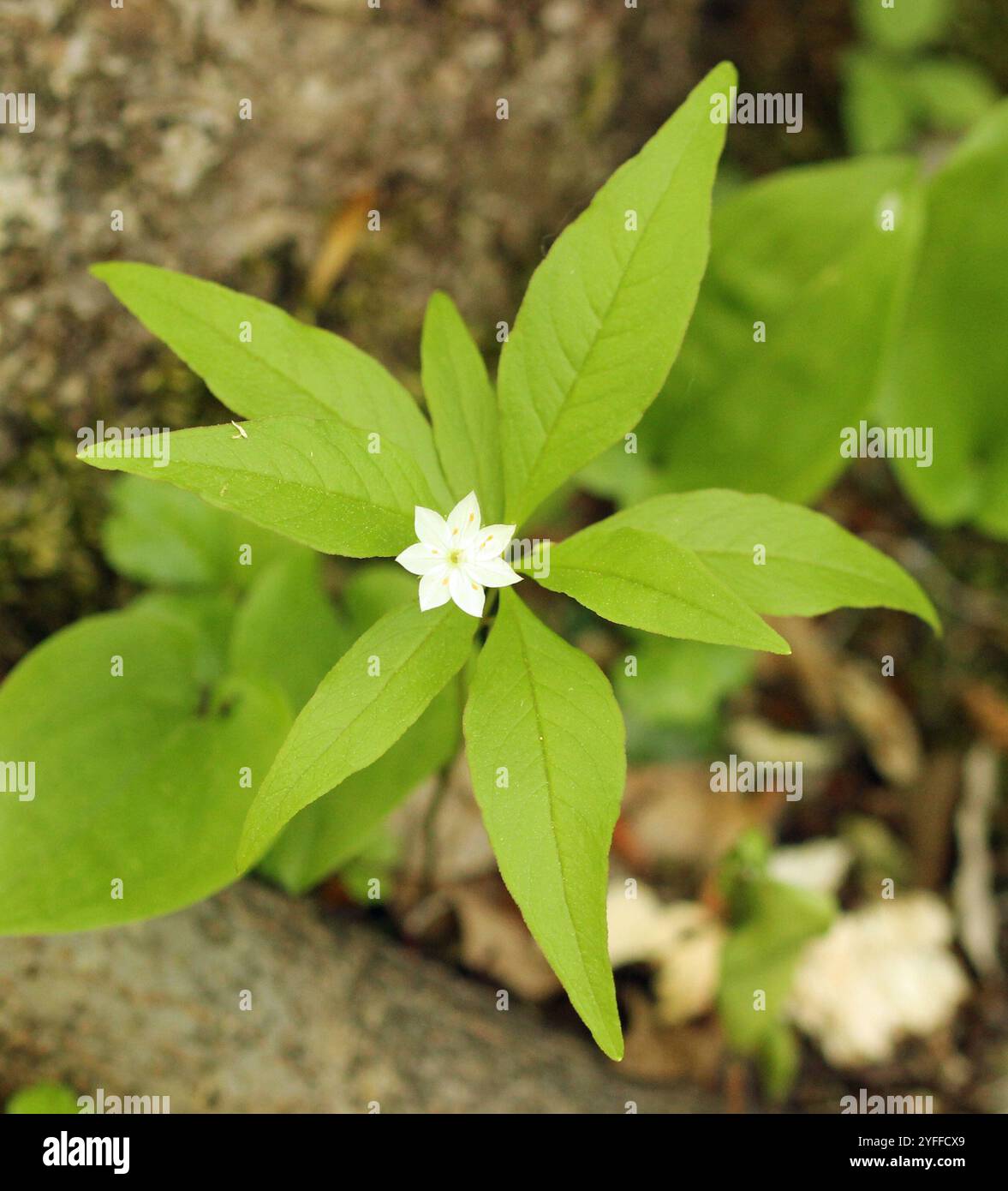 northern starflower (Lysimachia borealis Stock Photo - Alamy