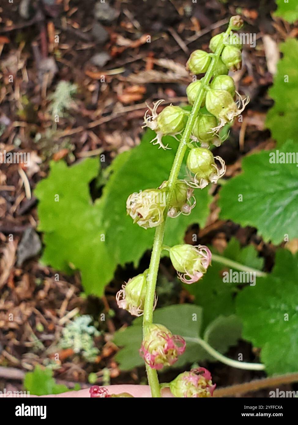 fringe cups (Tellima grandiflora Stock Photo - Alamy