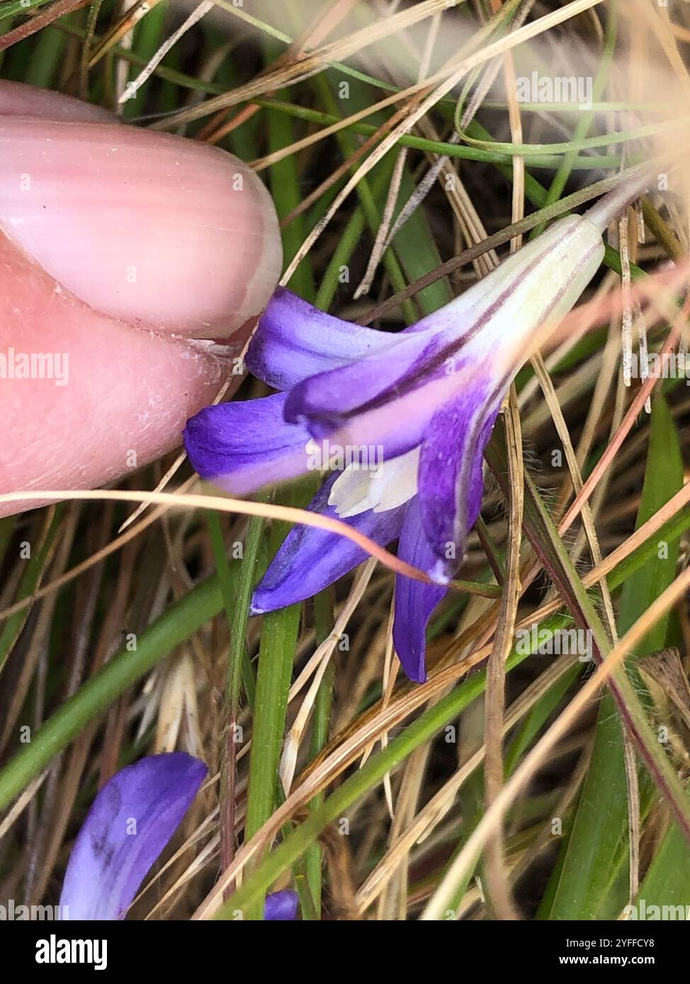 Dwarf Brodiaea (Brodiaea terrestris Stock Photo - Alamy