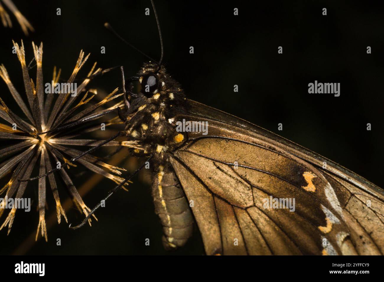 Polydamas Swallowtail (Battus polydamas Stock Photo - Alamy
