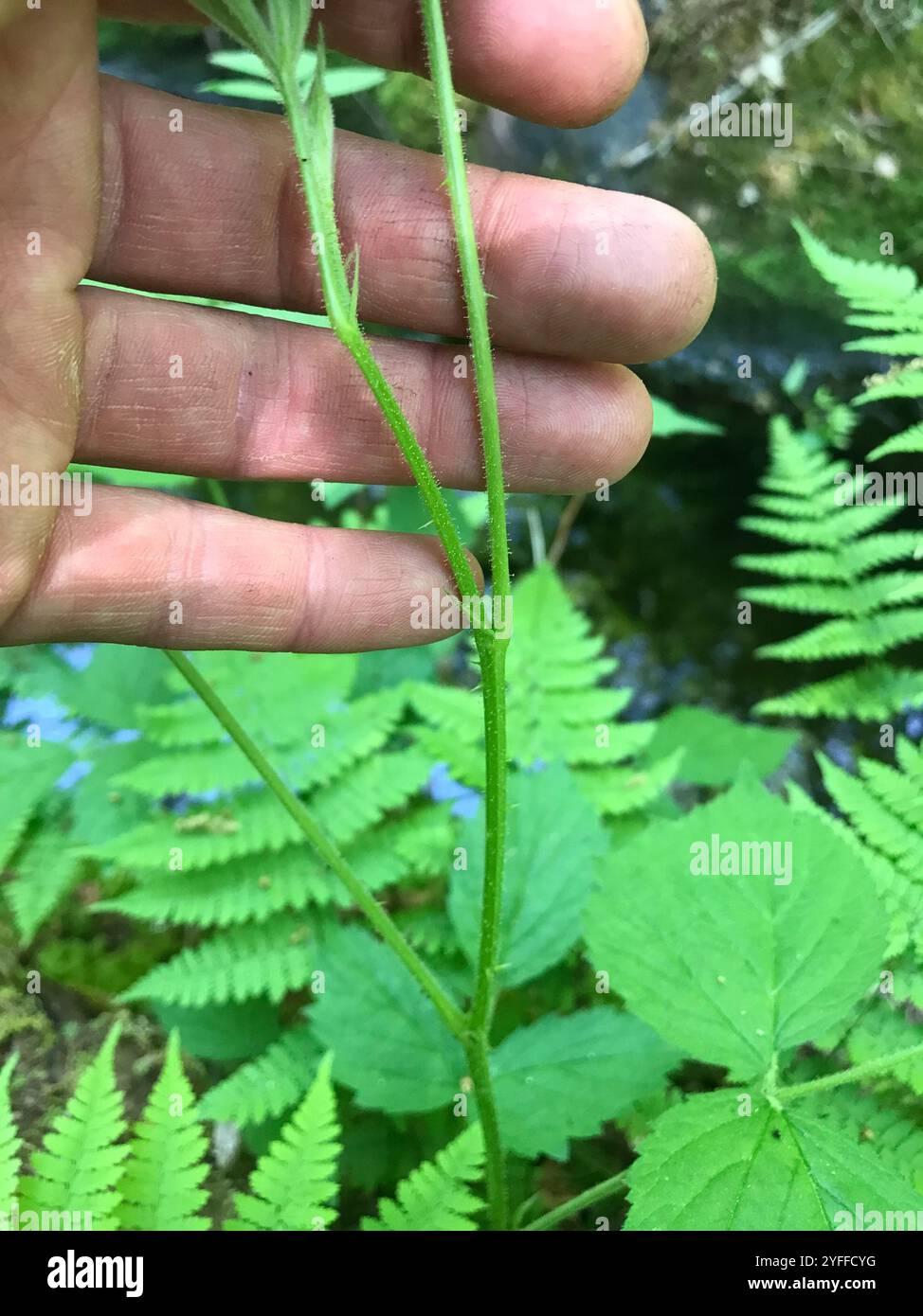 dwarf raspberry (Rubus pubescens Stock Photo - Alamy