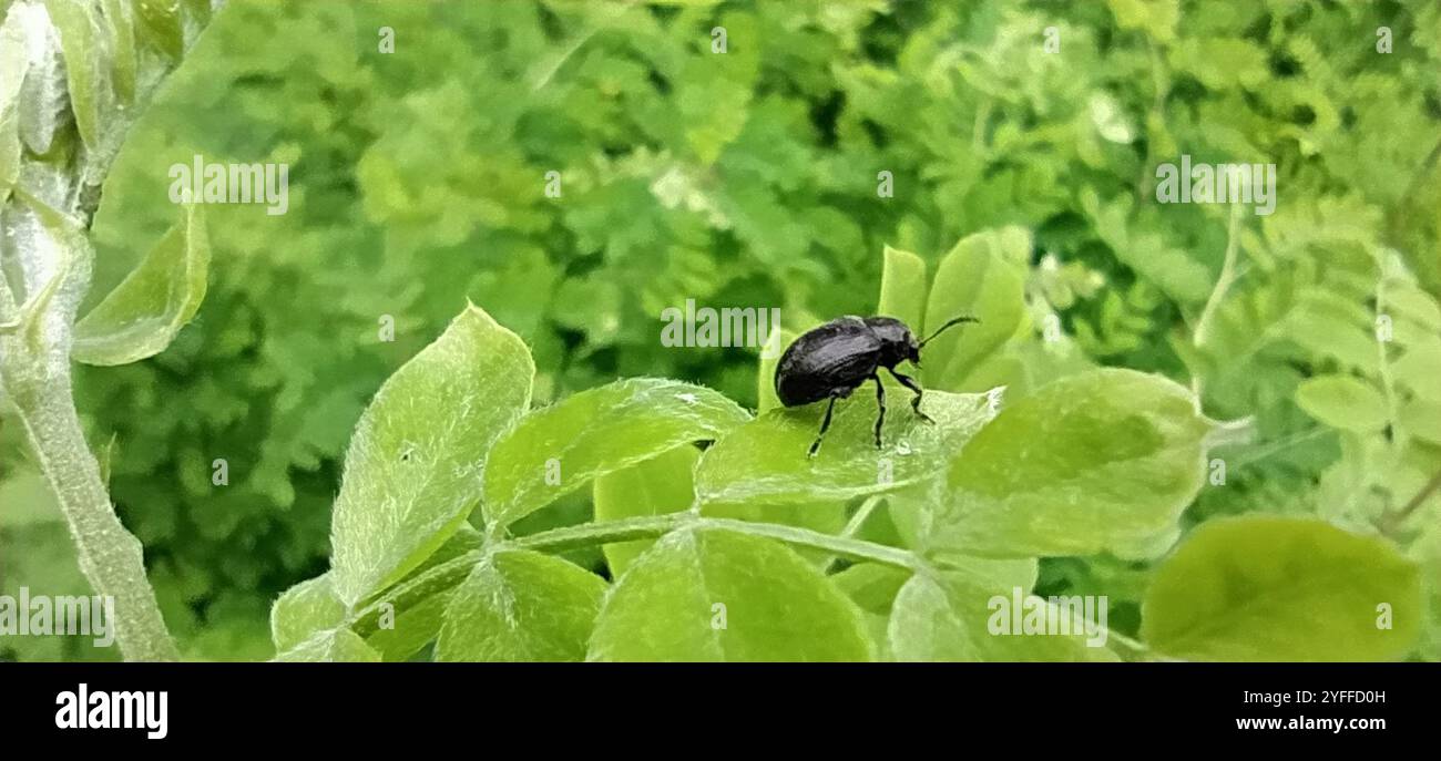 Western Grape Rootworm (Bromius obscurus Stock Photo - Alamy