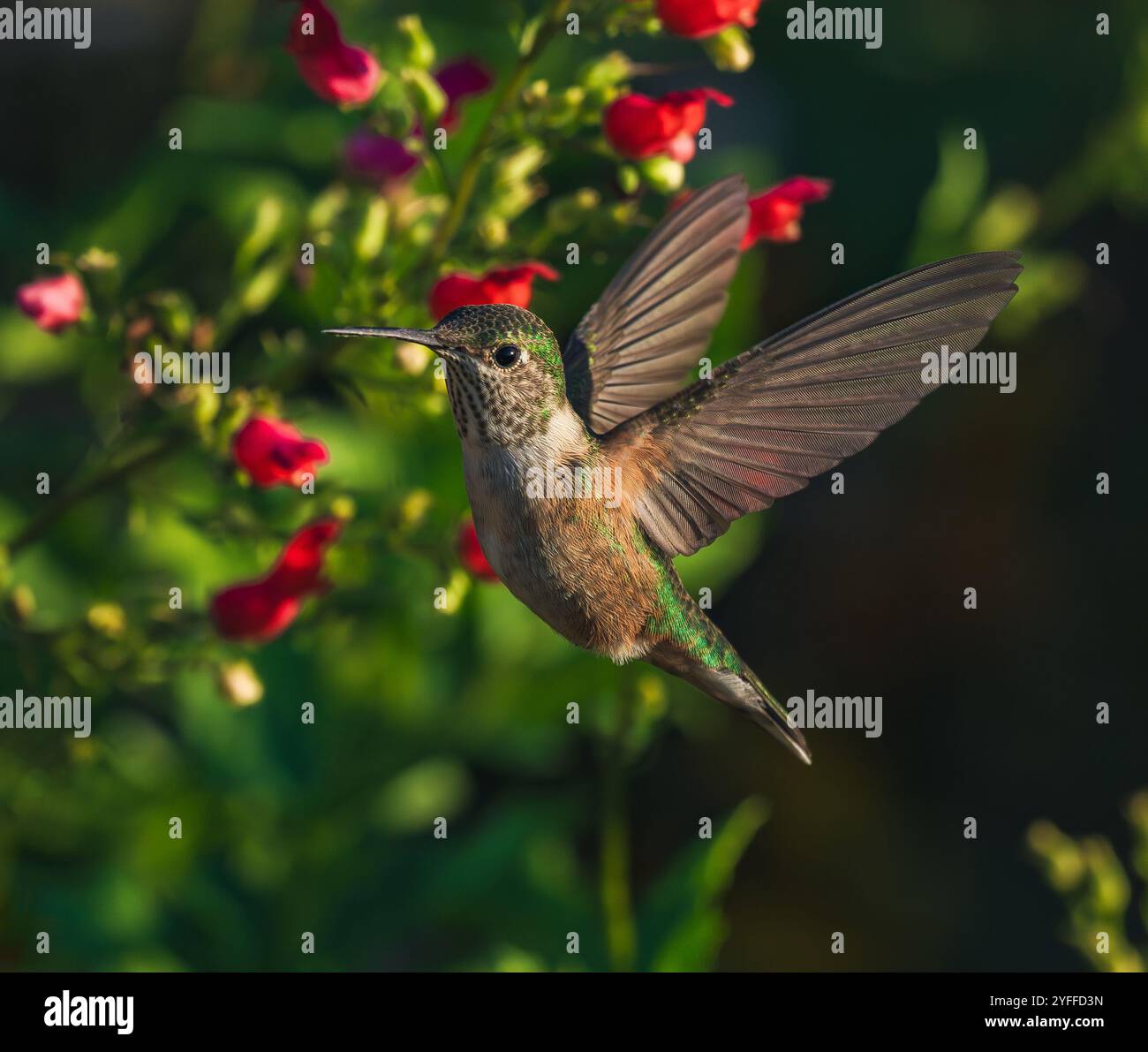 A Broad-tailed Hummingbird female making eye contact while hovering ...