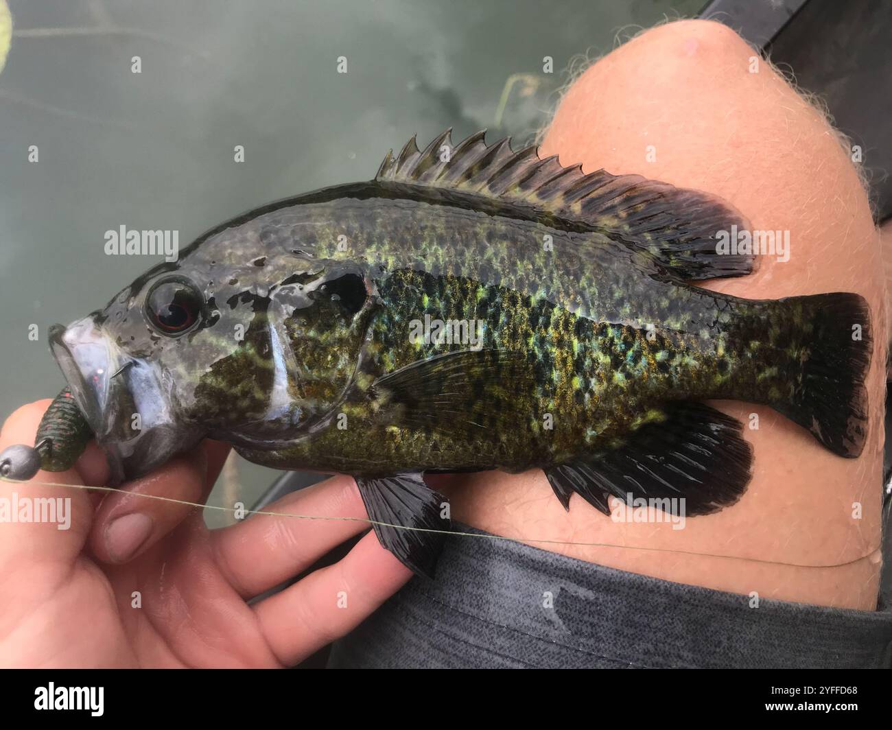 Warmouth (Lepomis gulosus Stock Photo - Alamy