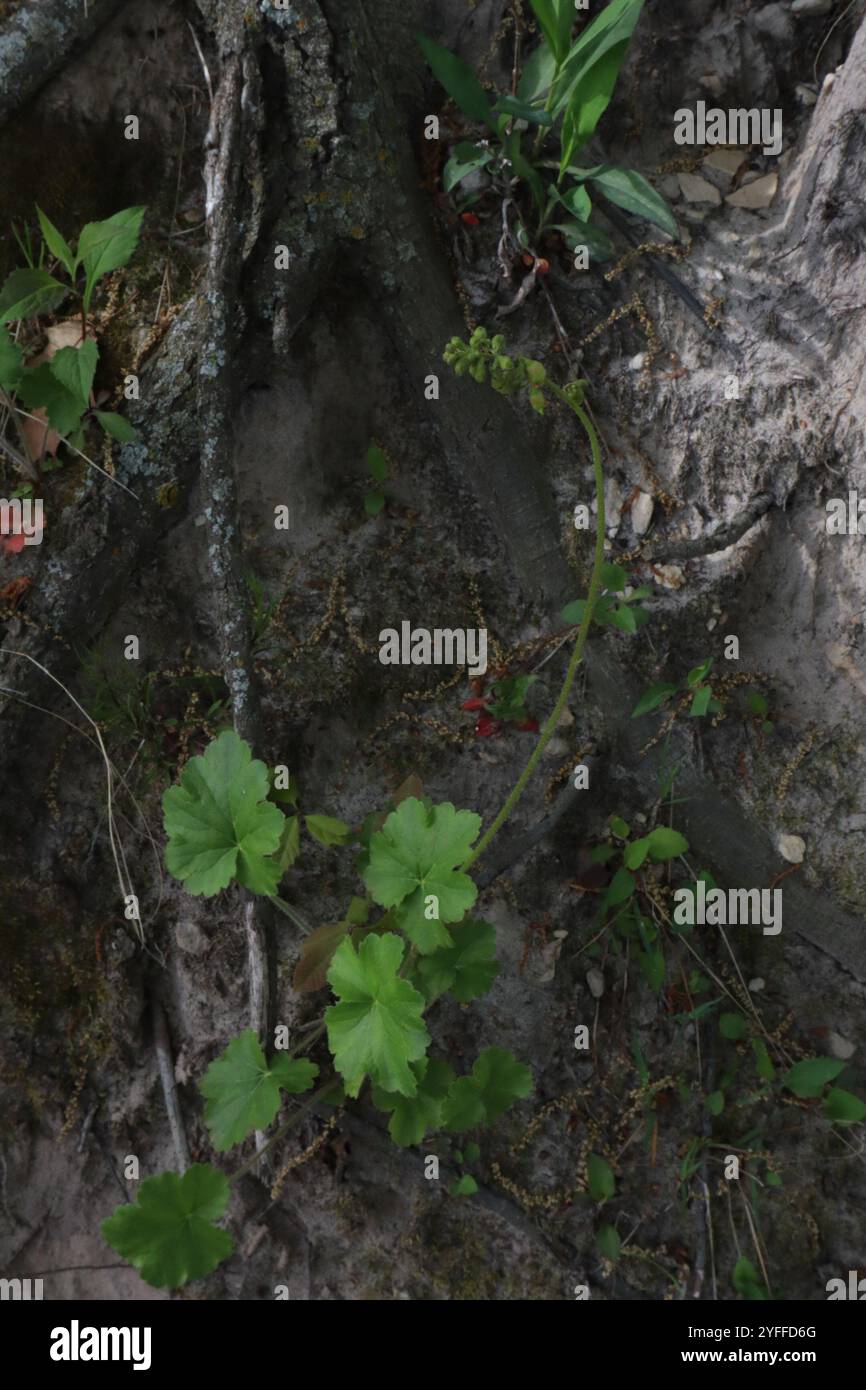 prairie alumroot (Heuchera richardsonii Stock Photo - Alamy