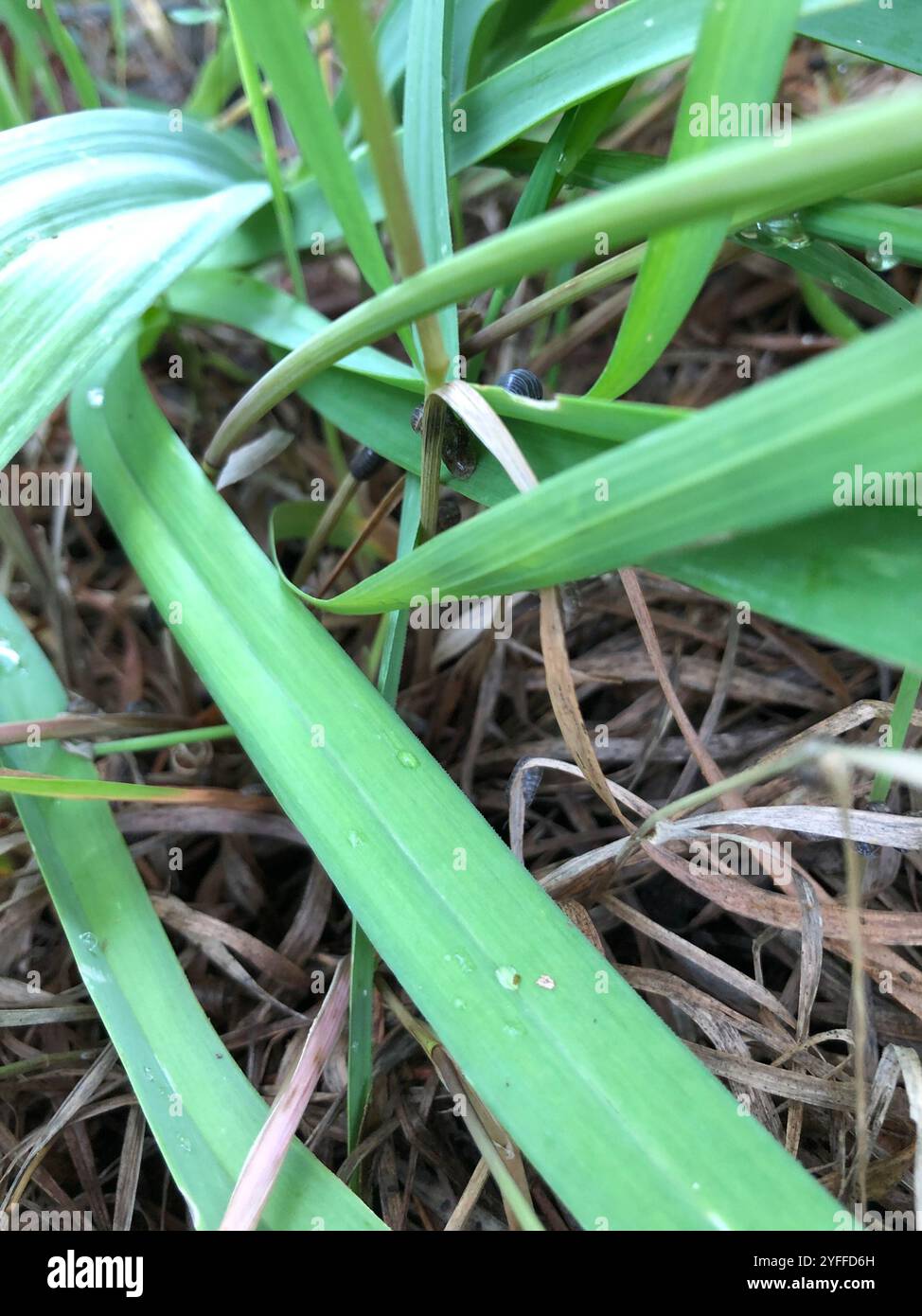 Threeflower Melicgrass (Melica nitens Stock Photo - Alamy