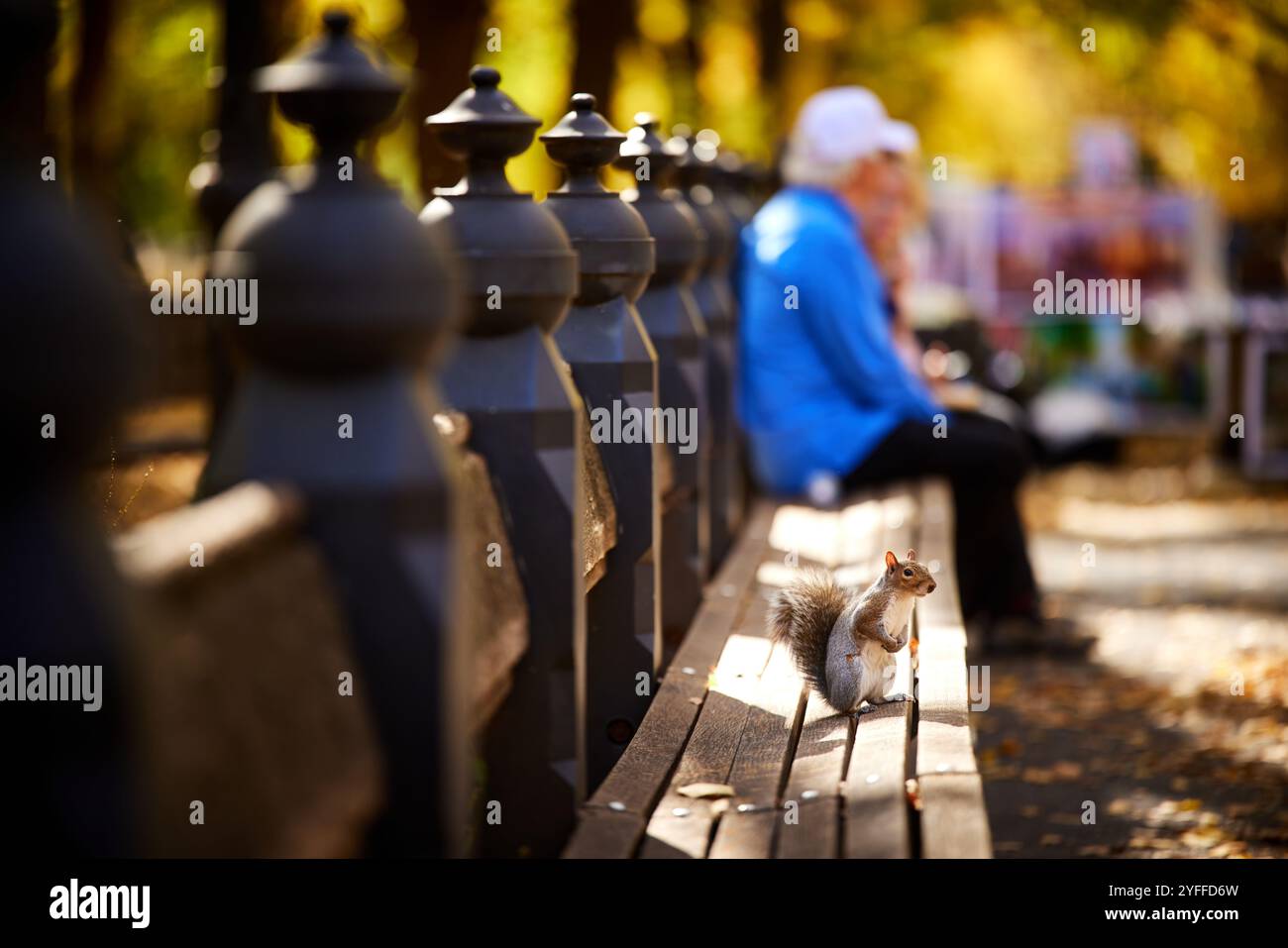New York central park grey squirrel Stock Photo - Alamy