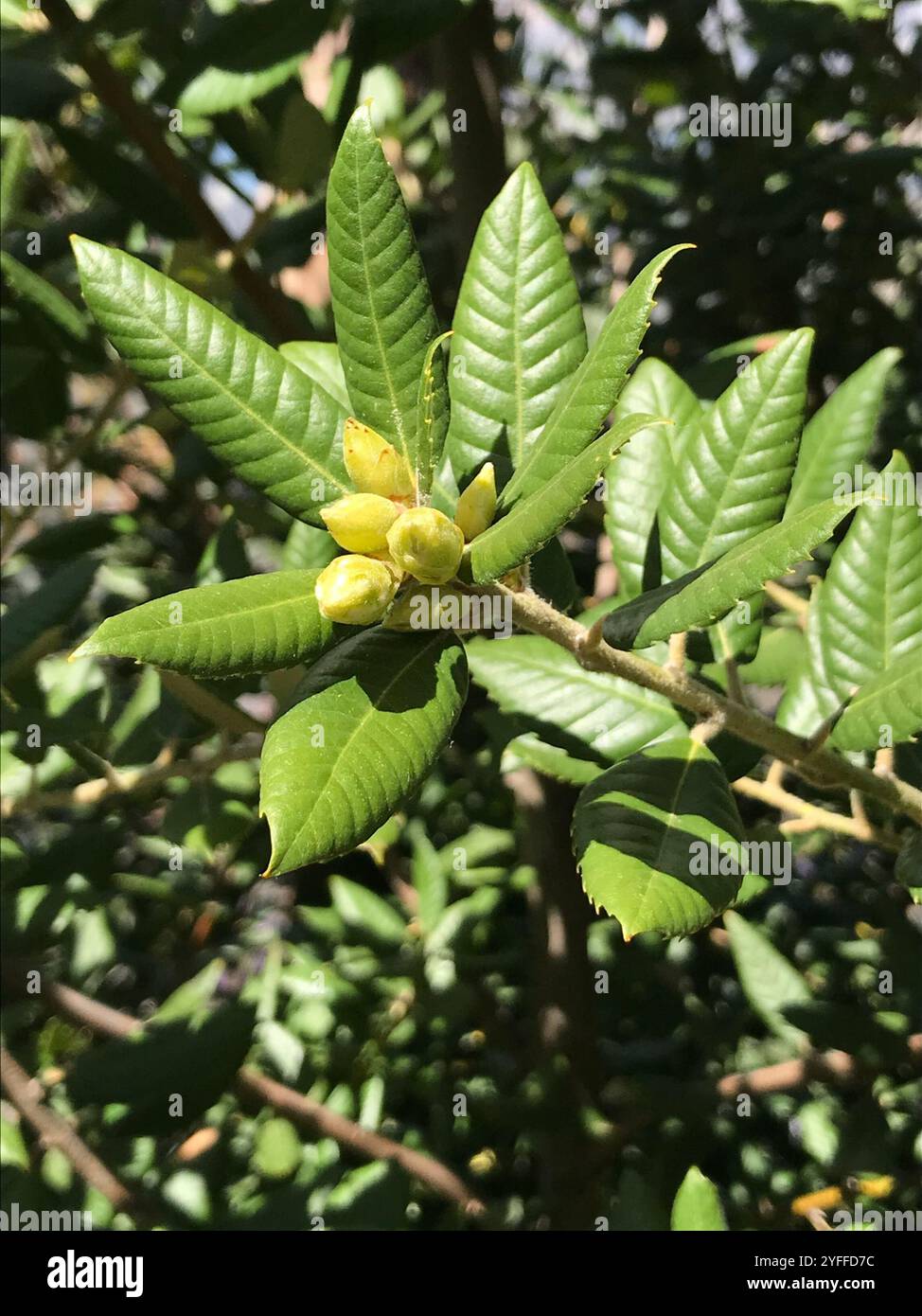 Tanoak (Notholithocarpus densiflorus Stock Photo - Alamy