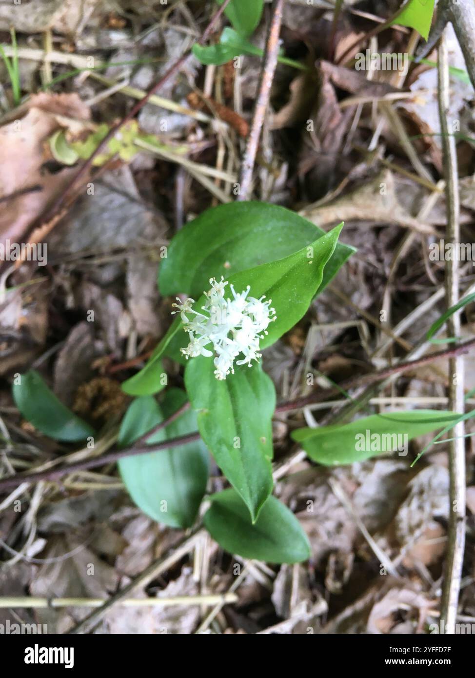 Canada mayflower (Maianthemum canadense Stock Photo - Alamy