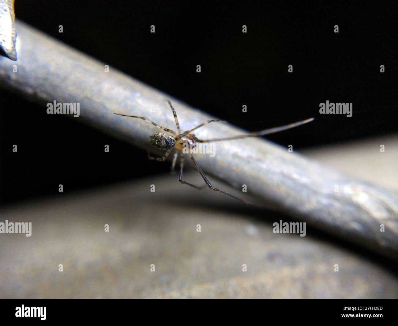 Comb-footed Spiders (Theridiidae Stock Photo - Alamy