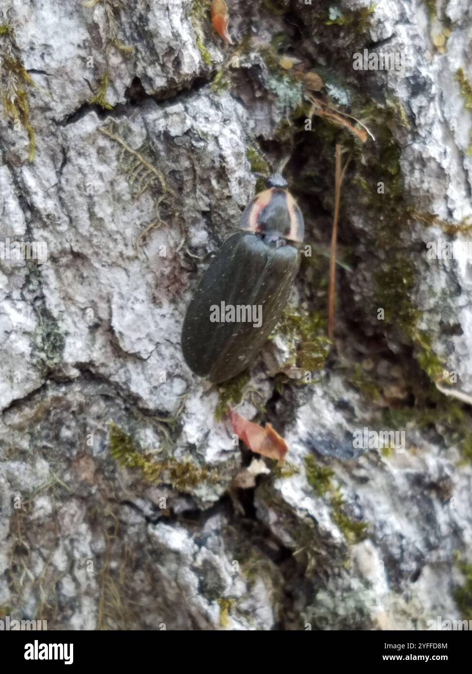 Winter Firefly (Ellychnia corrusca Stock Photo - Alamy