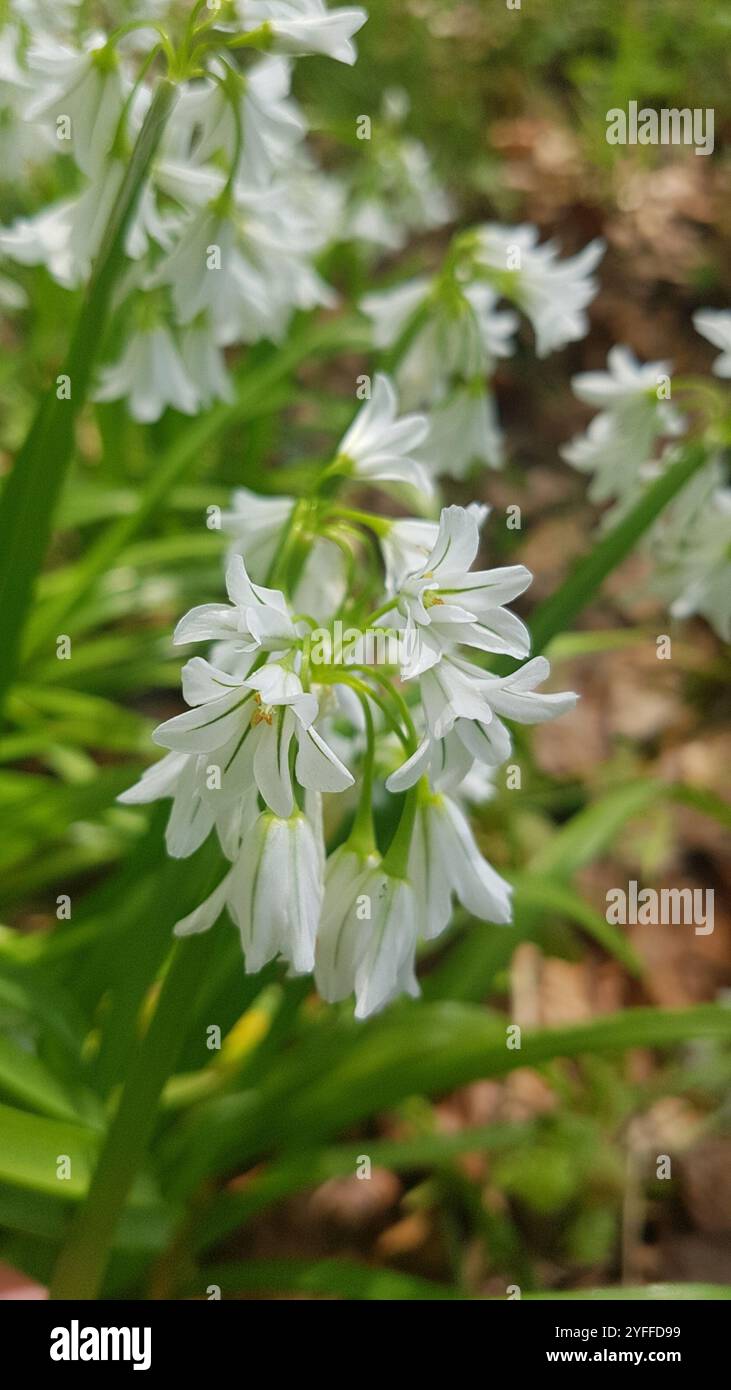 Three-cornered garlic (Allium triquetrum Stock Photo - Alamy