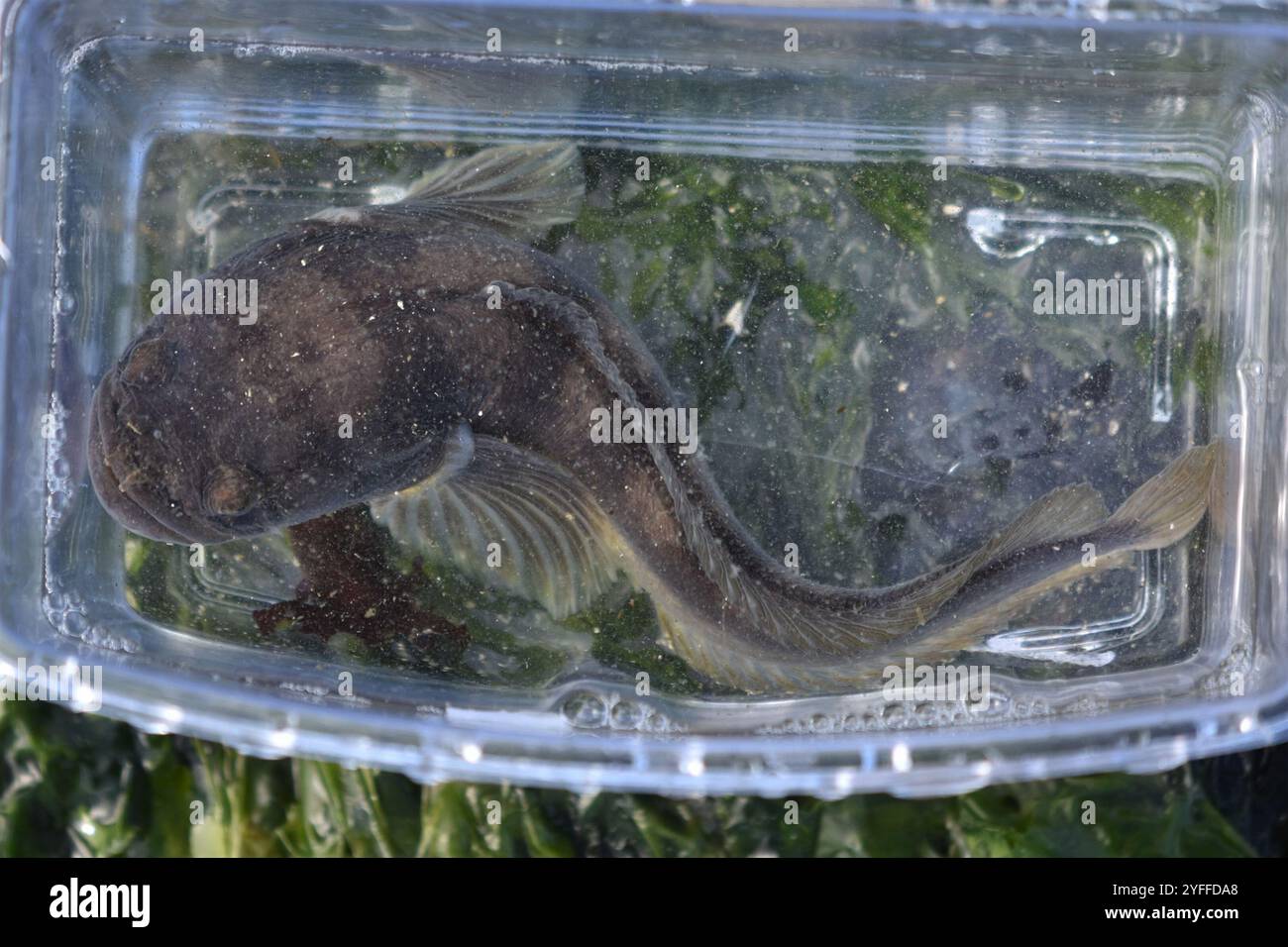 Plainfin Midshipman (Porichthys notatus Stock Photo - Alamy